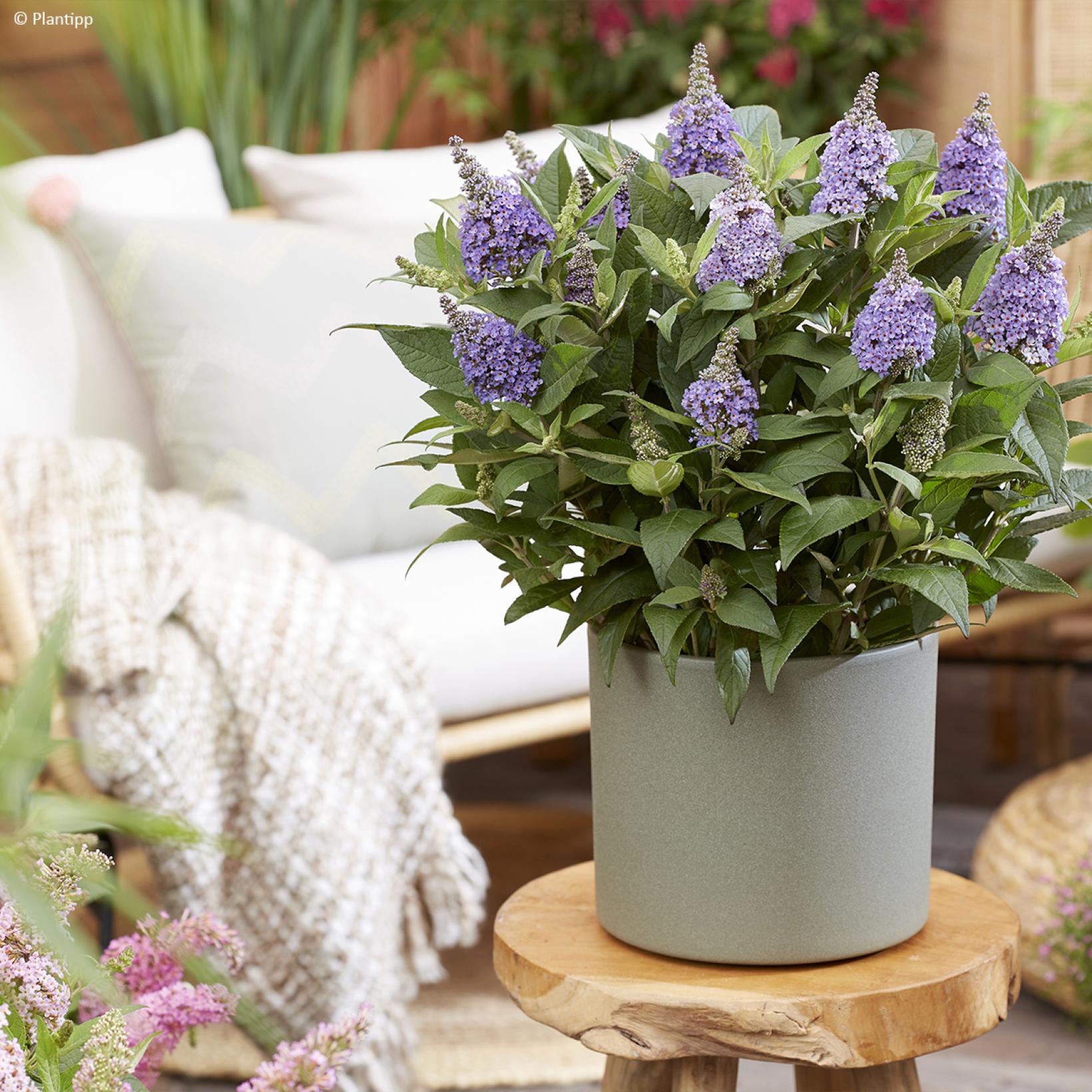 Buddleja davidii Butterfly Candy Lila Sweetheart - Arbre aux papillons ...