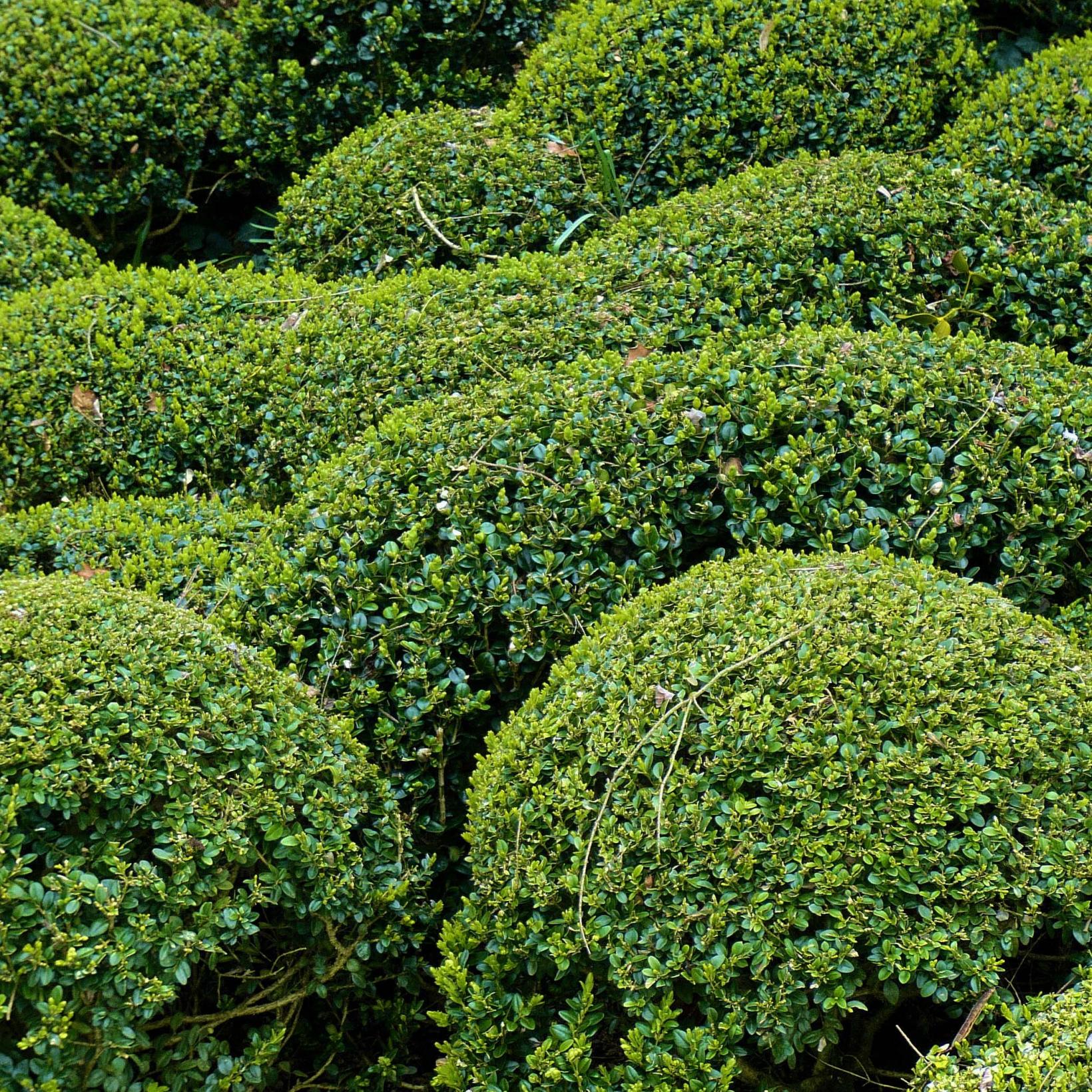 Buxus microphylla Faulkner - Buis compact à petites feuilles persistantes