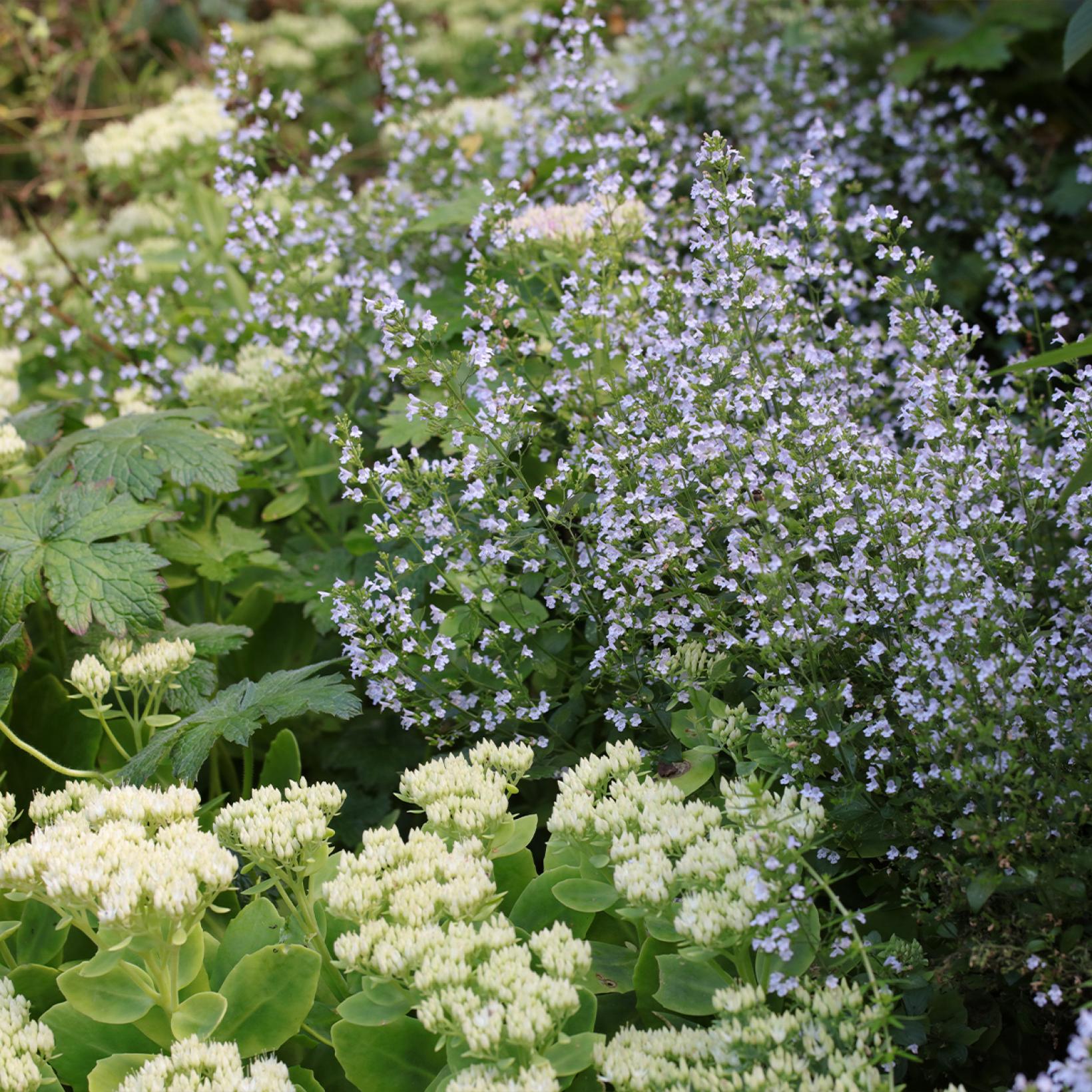 Calament - Calamintha ou Clinopodium nepeta - Plante aromatique à ...
