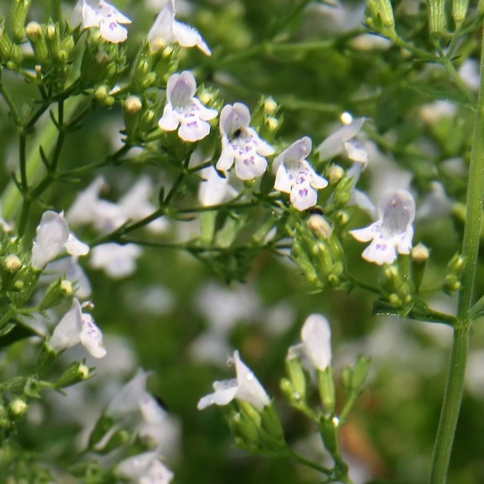 Calamintha nepeta White Cloud - Calament aux fleurs blanc pur.