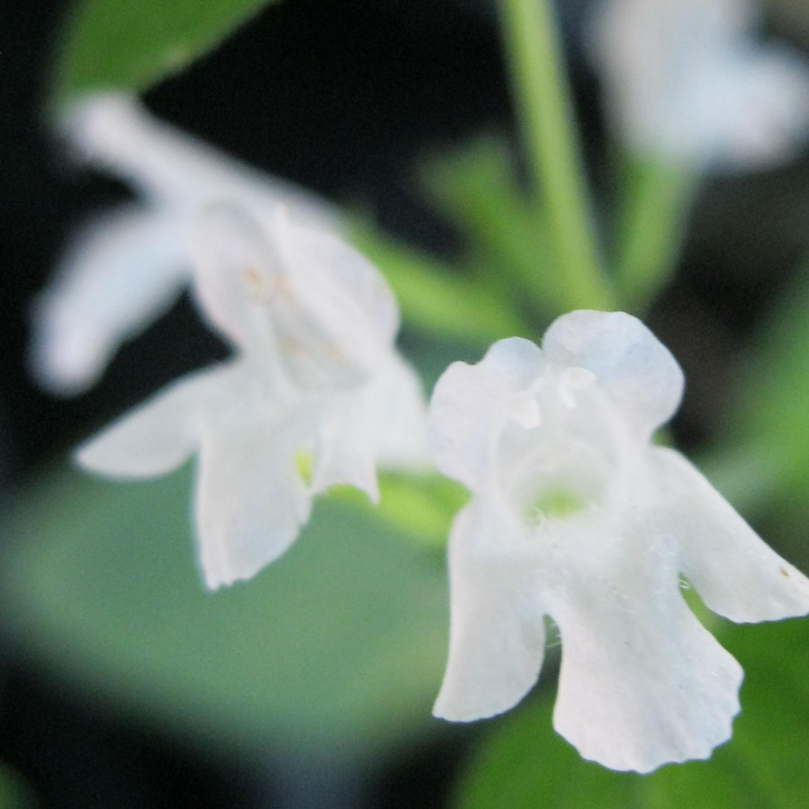 Calamintha sylvatica Menthe - Calament aromatique à fleurs blanches