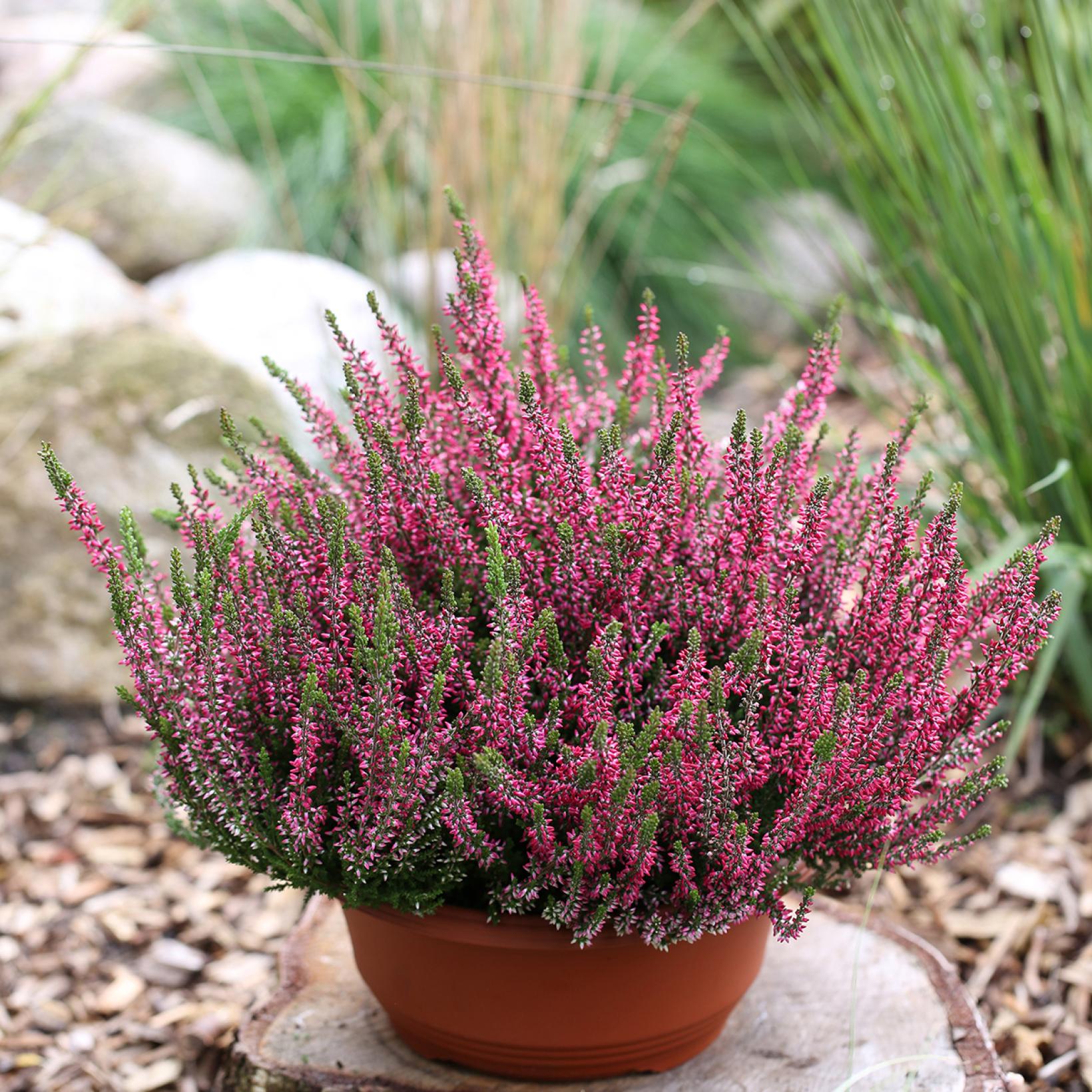 Calluna vulgaris Garden Girls Athene - Bruyère d'été aux fleurs en ...