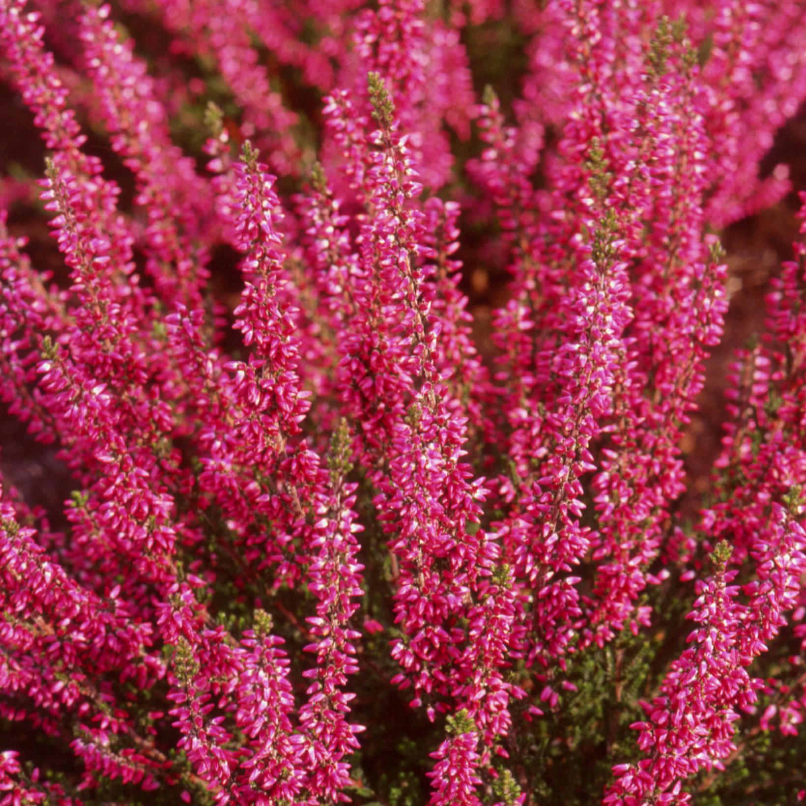 Calluna vulgaris Bonita - Bruyère commune à floraison tardive rose pourpre