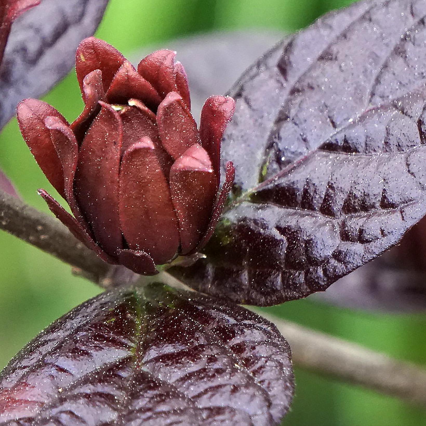 Calycanthus floridus Burgundy Spice - Abre aux anémones au feuillage ...