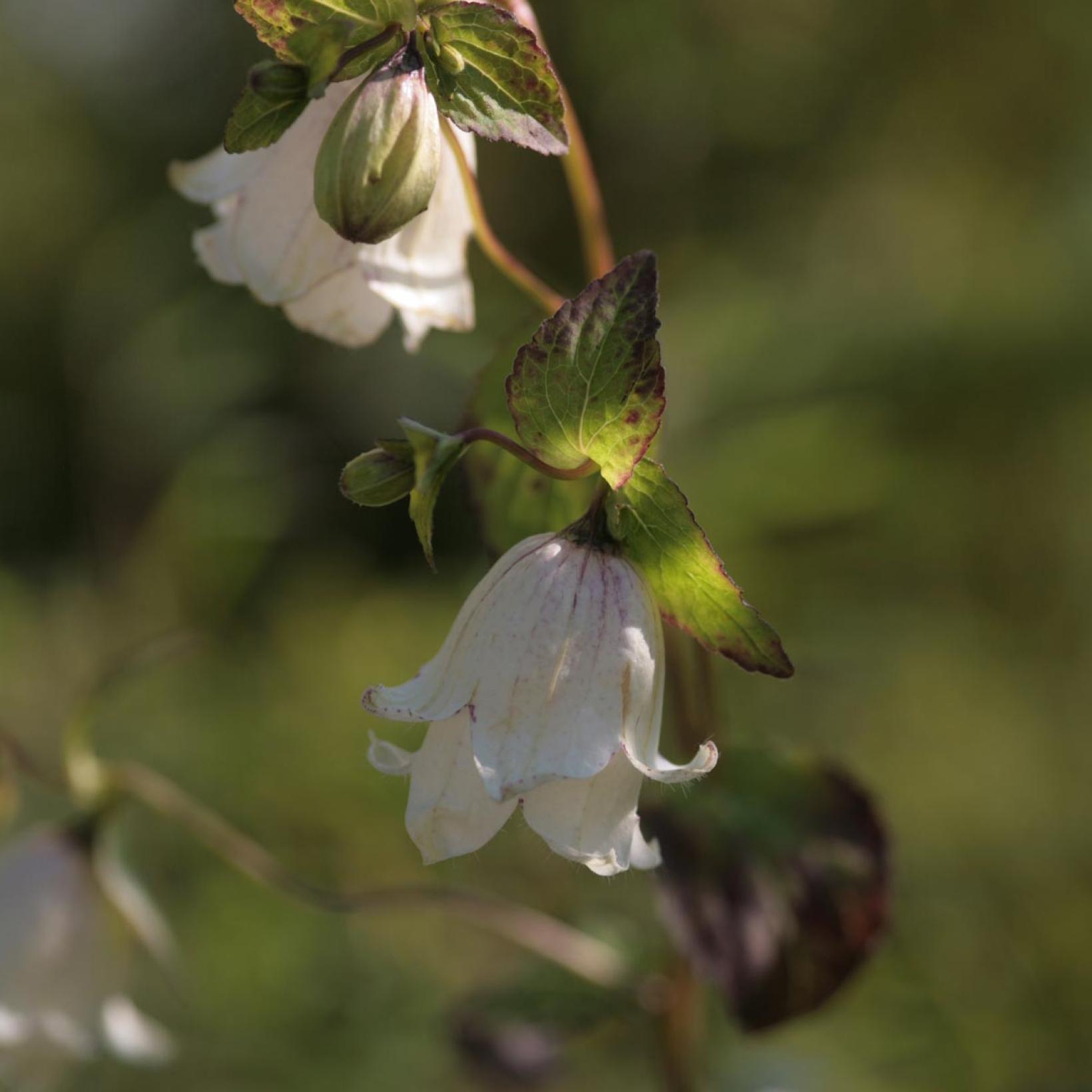 Campanula punctata Wedding Bells - Une campanule à clochettes doubles ...