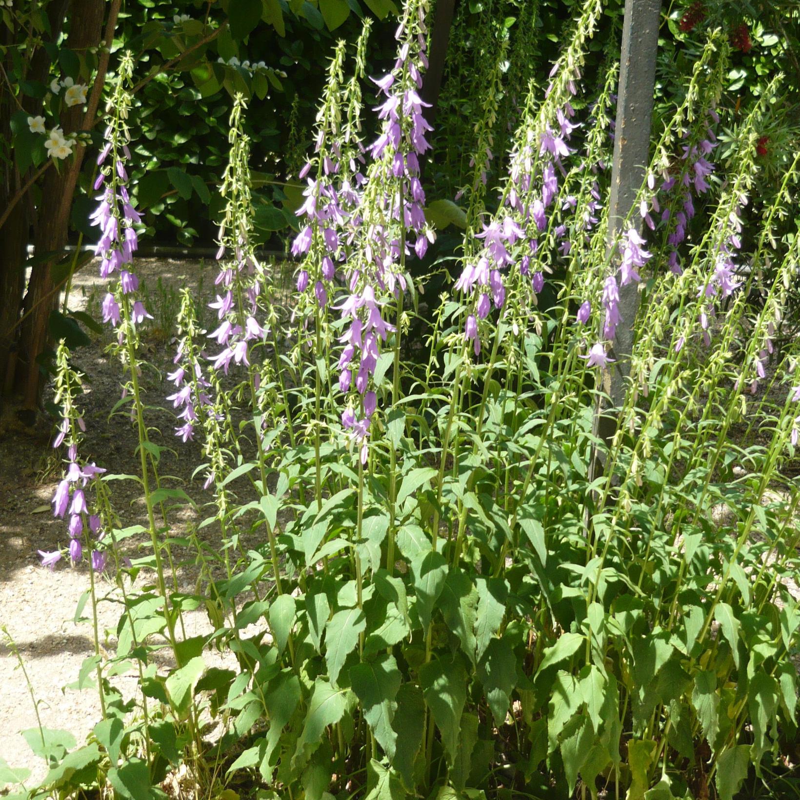 Campanula rapunculoides - Campanule fausse raiponce - Belle vivace ...