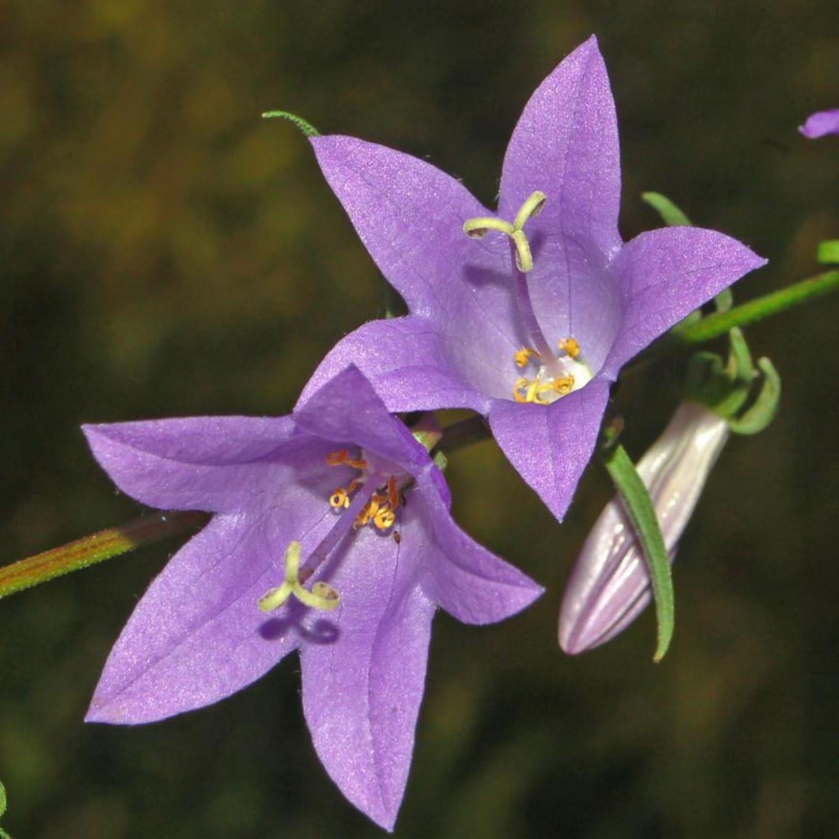 Campanula rapunculoides - Campanule fausse raiponce - Belle vivace ...