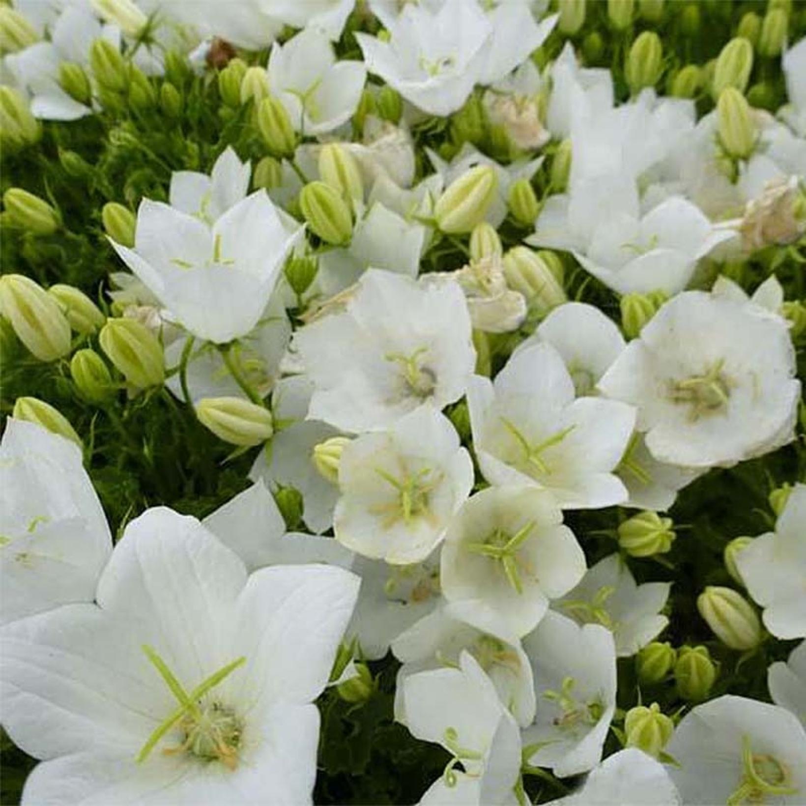 Campanula carpatica Clips blanche (Weisse, White) - Campanule des ...