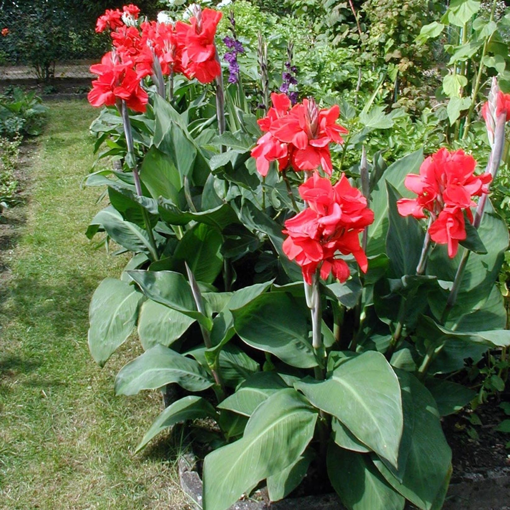 Canna Strasbourg - Balisier de taille moyenne, à fleurs rouge sang et à ...