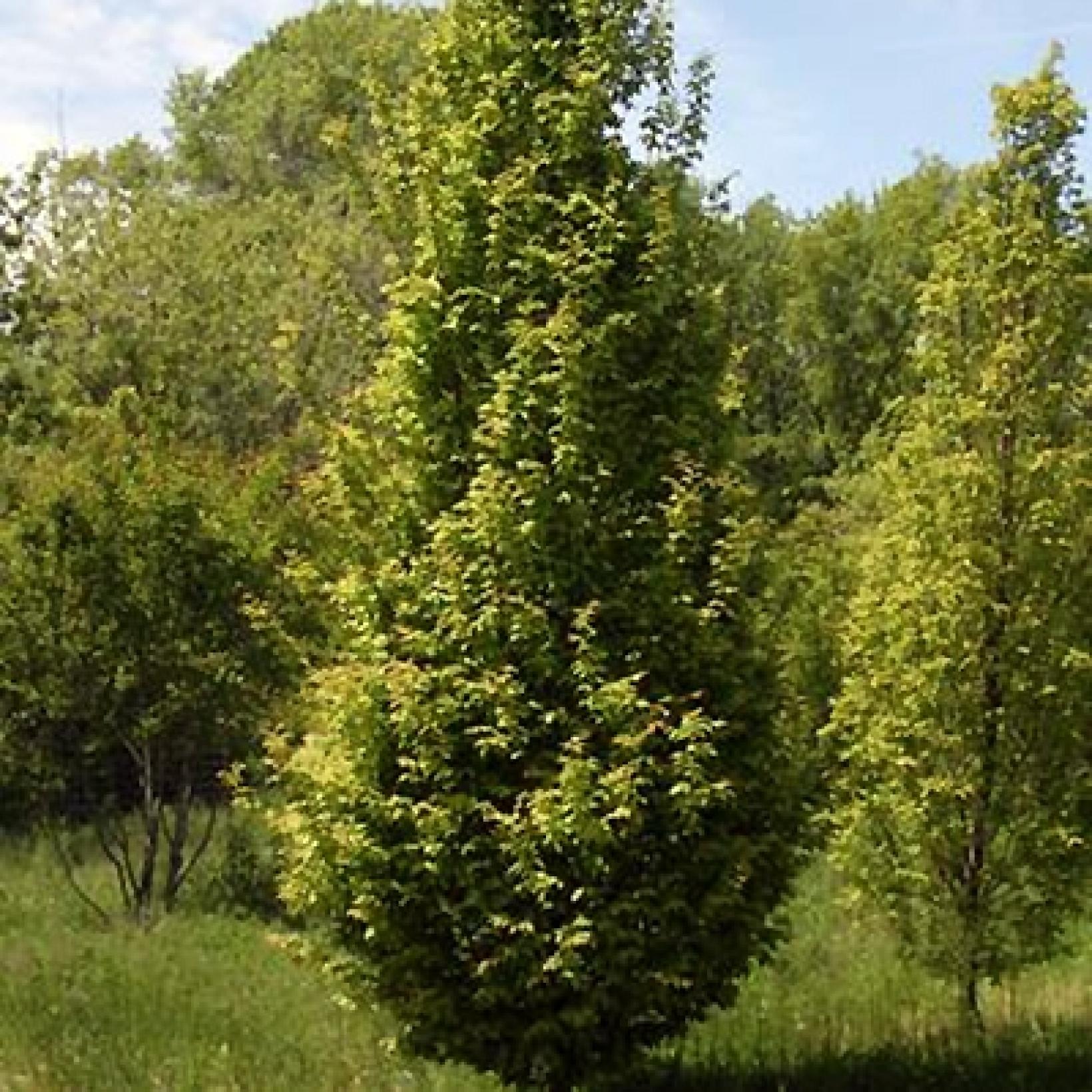 Carpinus betulus Lucas - Charme commun au port élancé et dense ...