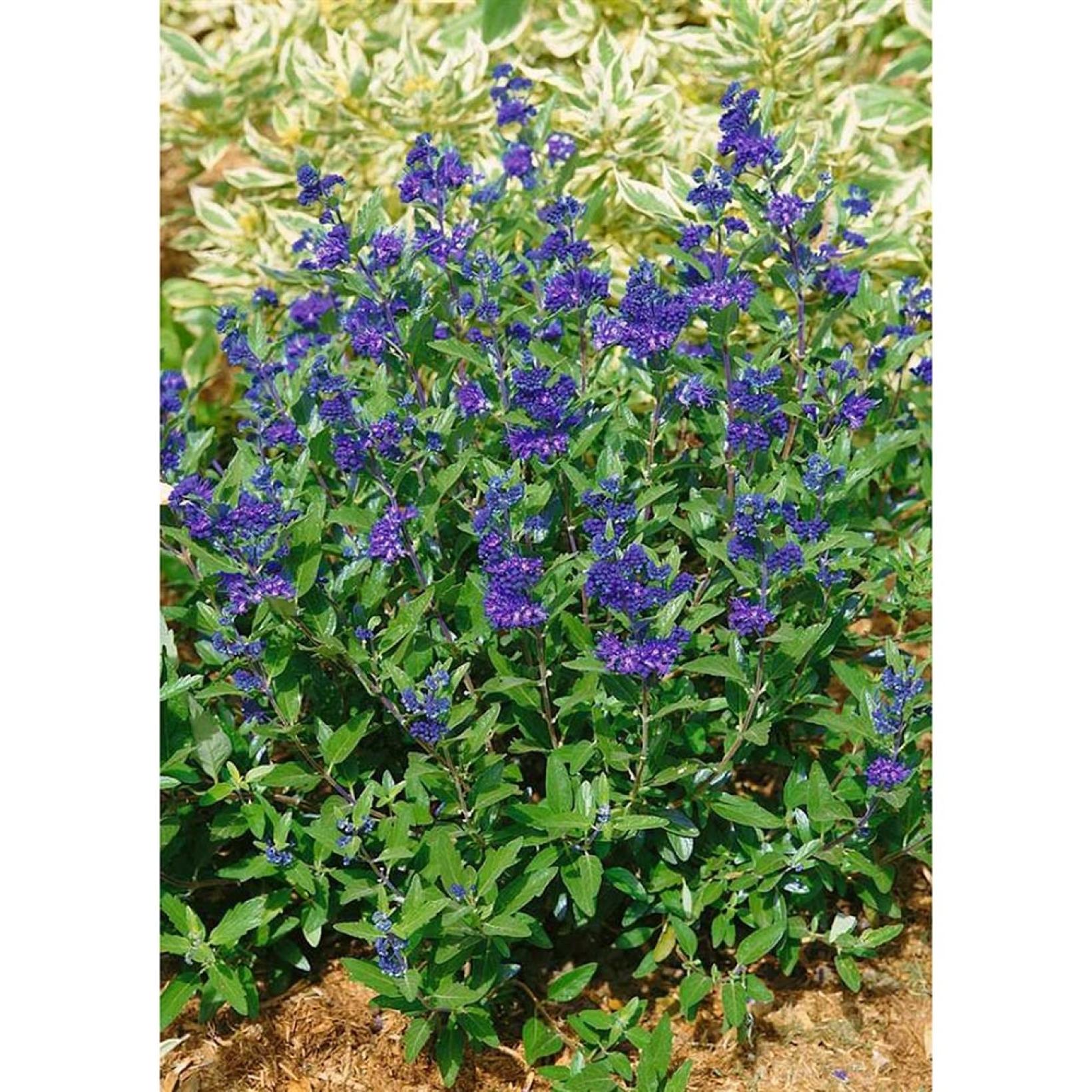 Caryopteris clandonensis First Choice - Spirée bleue à fleurs bleu ...