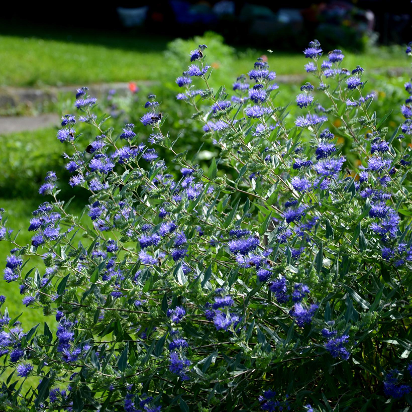 Caryopteris Clandonensis Heavenly Blue