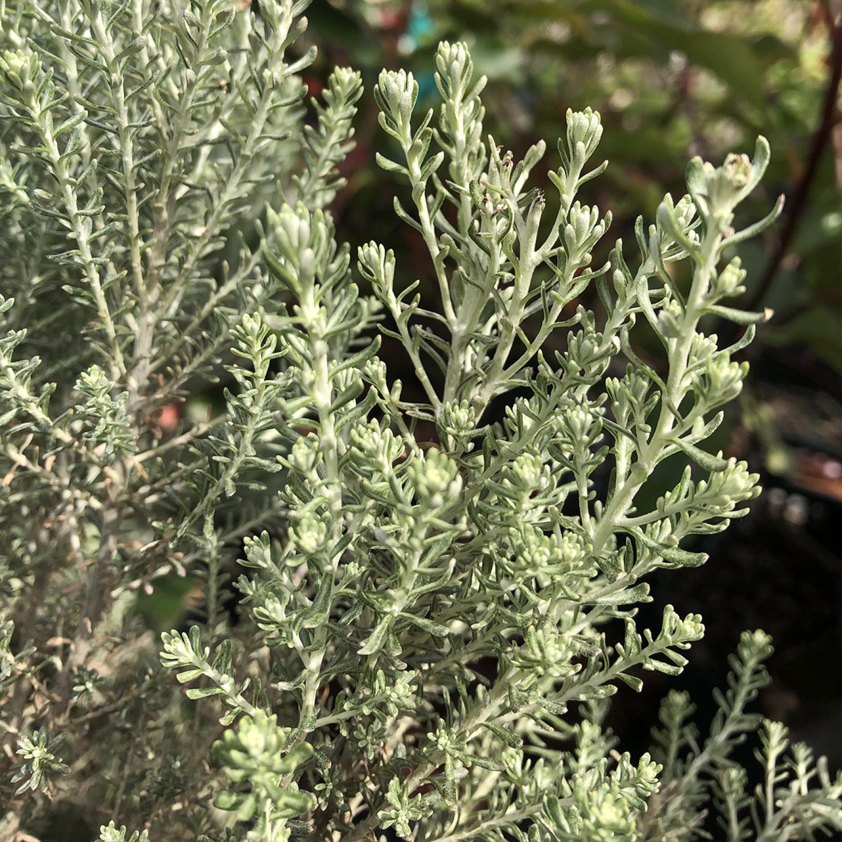 Cassinia retorta Ward Silver - Arbuste persistant argenté aux fleurs ...