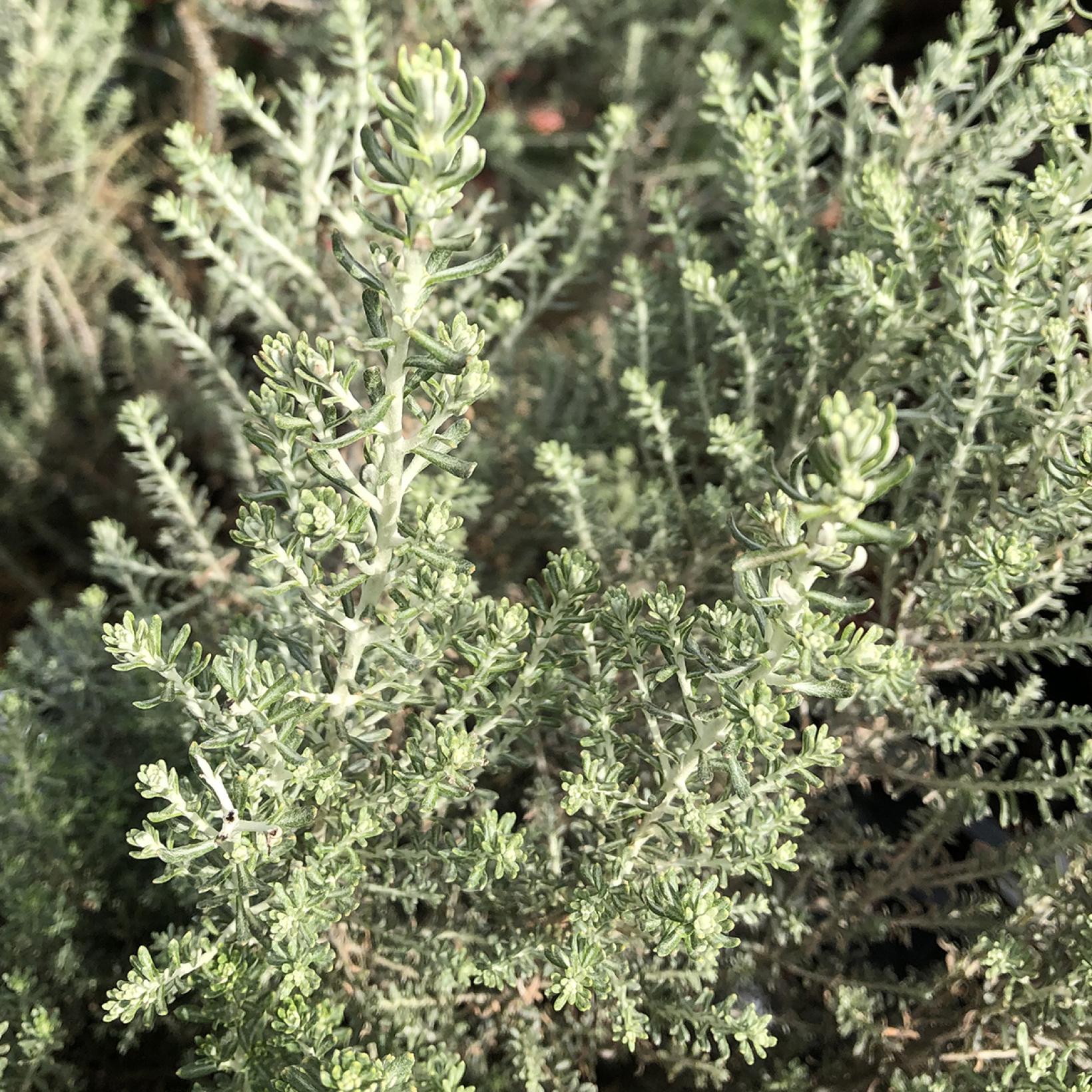Cassinia retorta Ward Silver - Arbuste persistant argenté aux fleurs ...
