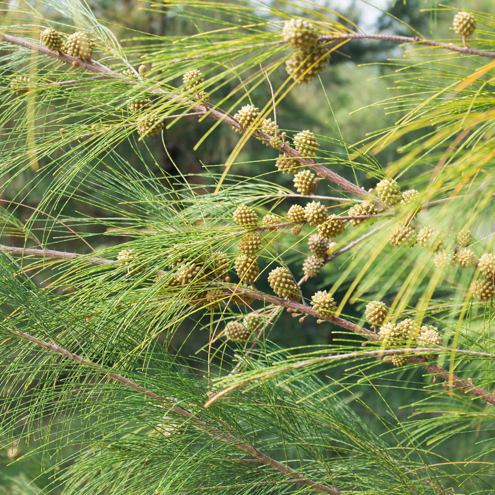 Filao - Casuarina equisetifolia - Arbre de climat doux à feuillage très fin