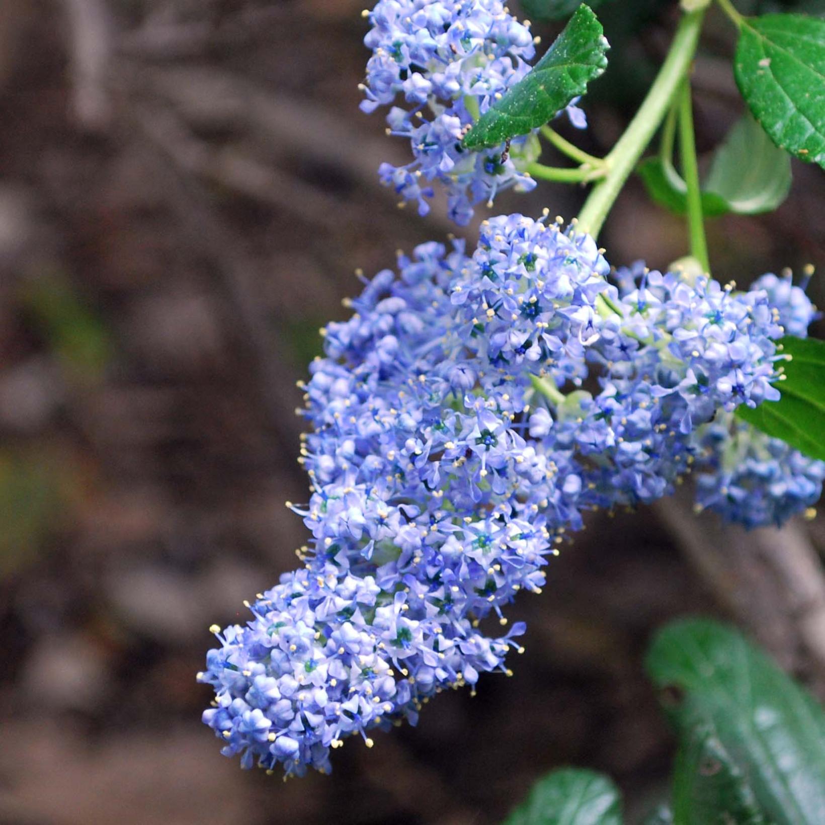 Ceanothus griseus Yankee Point - Lilas de Californie à fleurs bleu vif