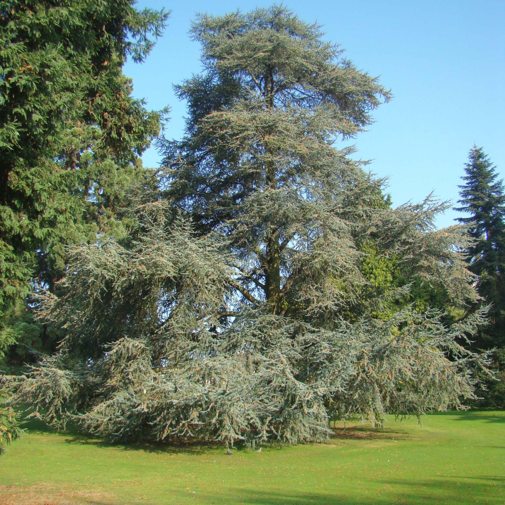 Cedrus libani Atlantica Glauca - Cèdre bleu de l'Atlas - Grand conifère ...