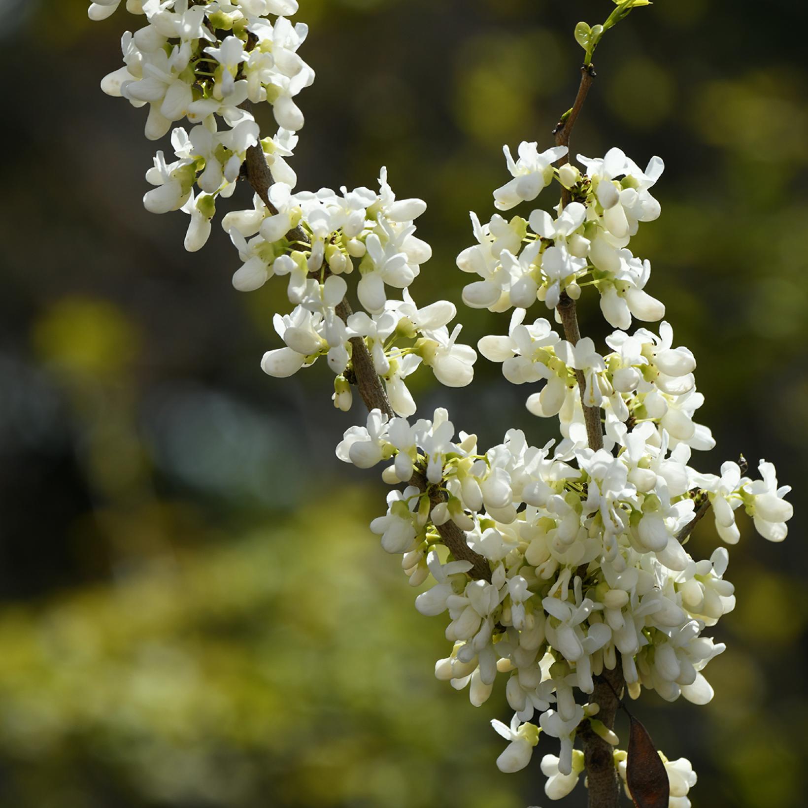 Cercis chinensis Shirobana - Gainier de Chine aux fleurs blanches ...