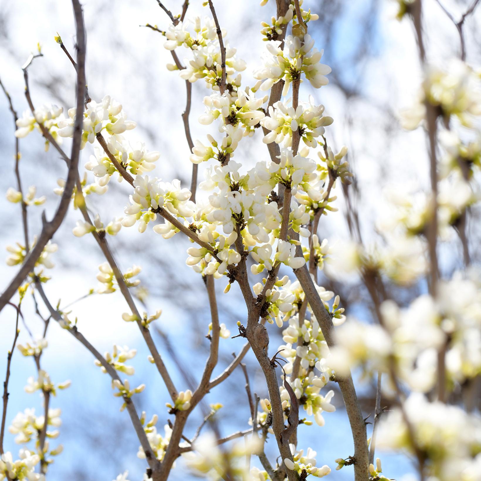 Cercis chinensis Shirobana - Gainier de Chine aux fleurs blanches ...