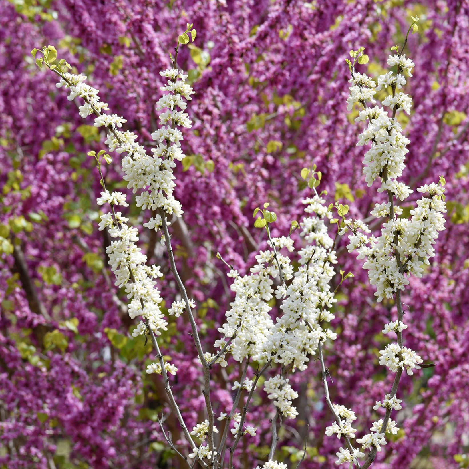Cercis chinensis Shirobana - Gainier de Chine aux fleurs blanches ...