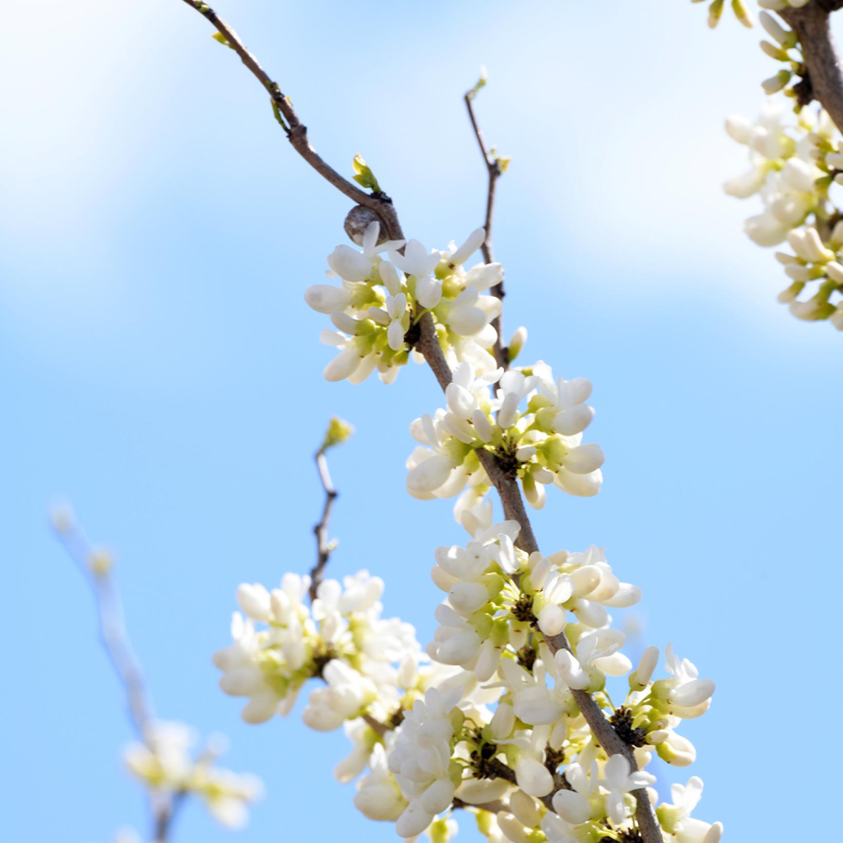 Cercis chinensis Shirobana - Gainier de Chine aux fleurs blanches ...