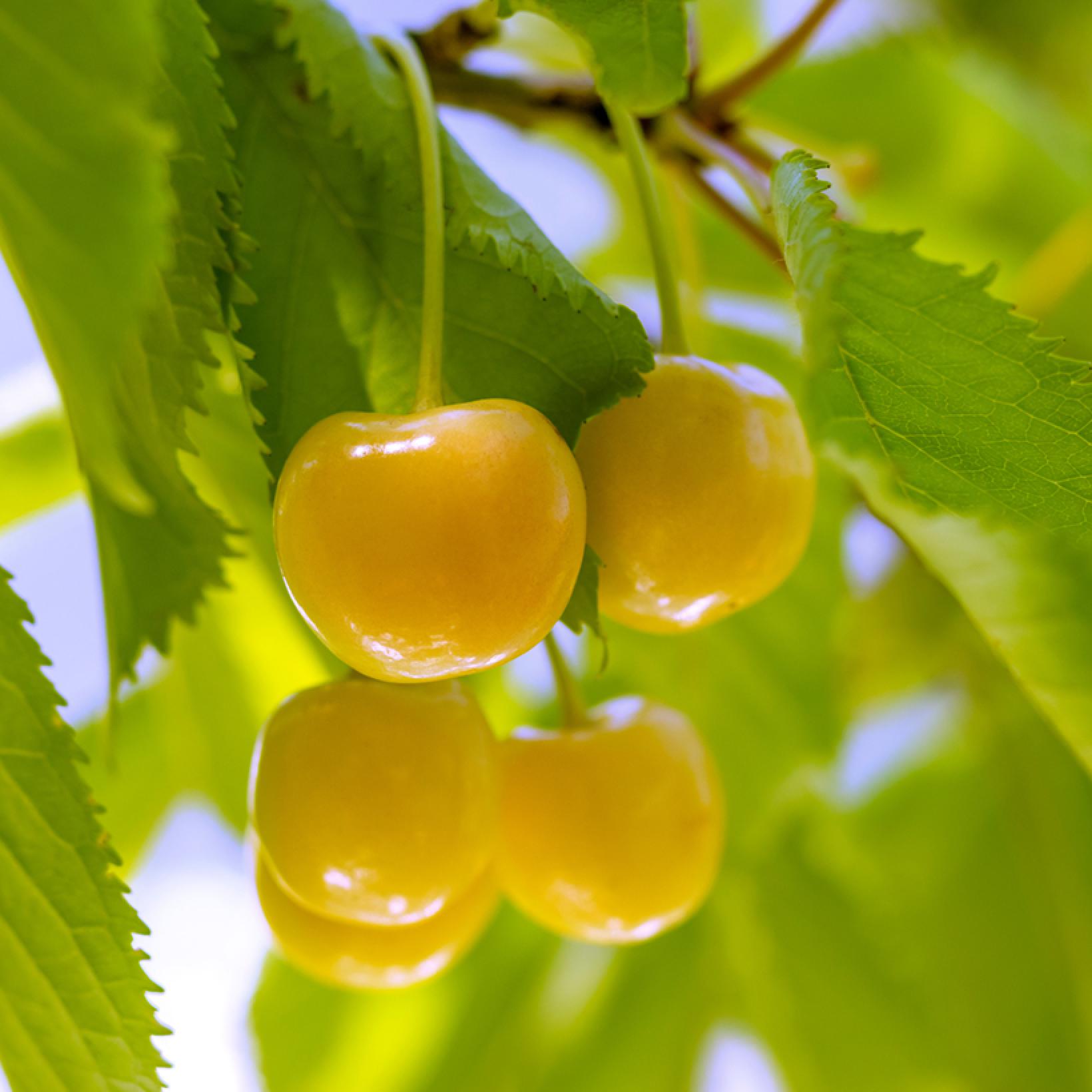 Cerisier Bigarreau Jaune de Missens Bio - Variété à cerises jaune ...