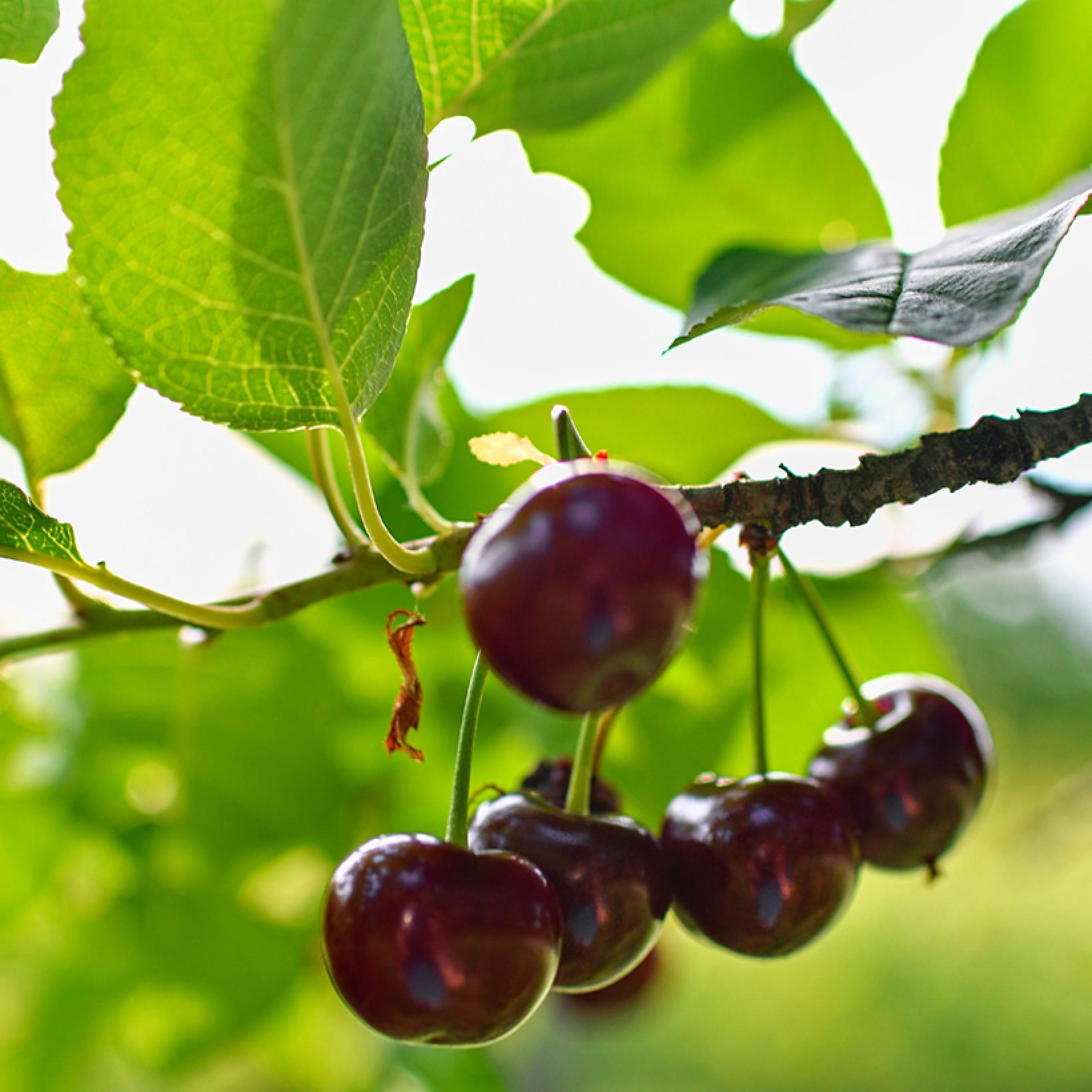 Cerisier Bigarreau Noir de Meched issu de l'Agriculture Biologique ...