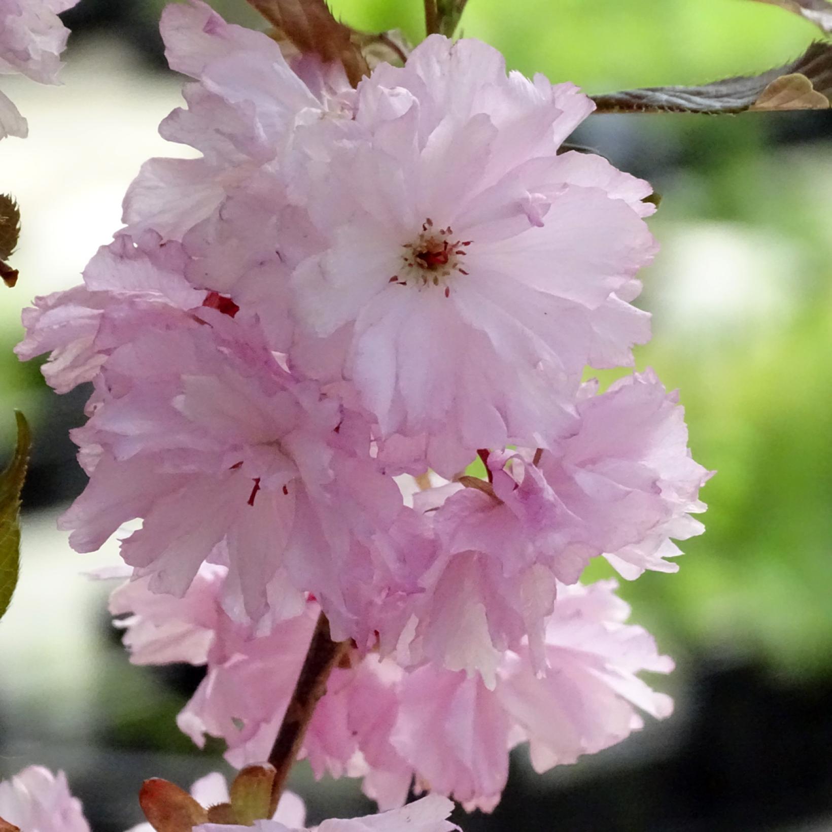 Cerisier du Japon Royal Burgundy - Prunus serrulata à fleurs rose pourpré