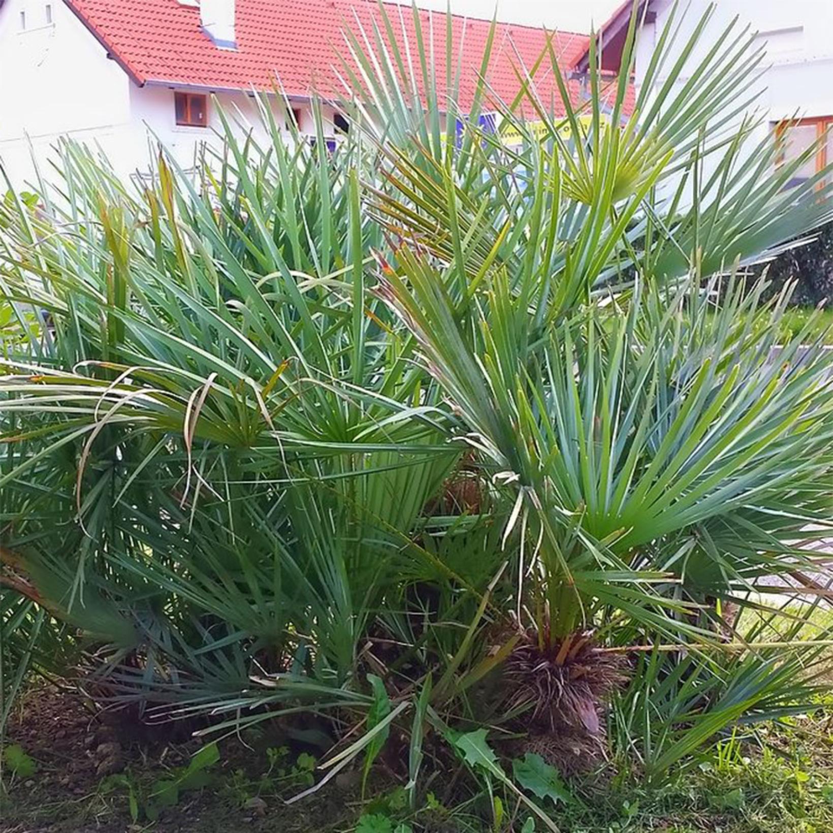 Chamaerops humilis cerifera var. argentea - Palmier nain à feuillage bleuté