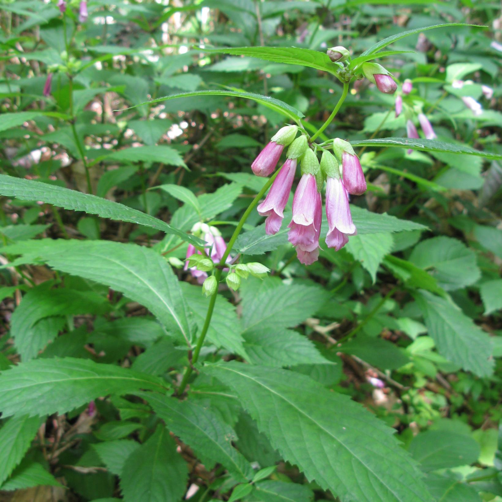 Chelonopsis moschata - Un buisson dense de fleurs rose violine, tubulaires