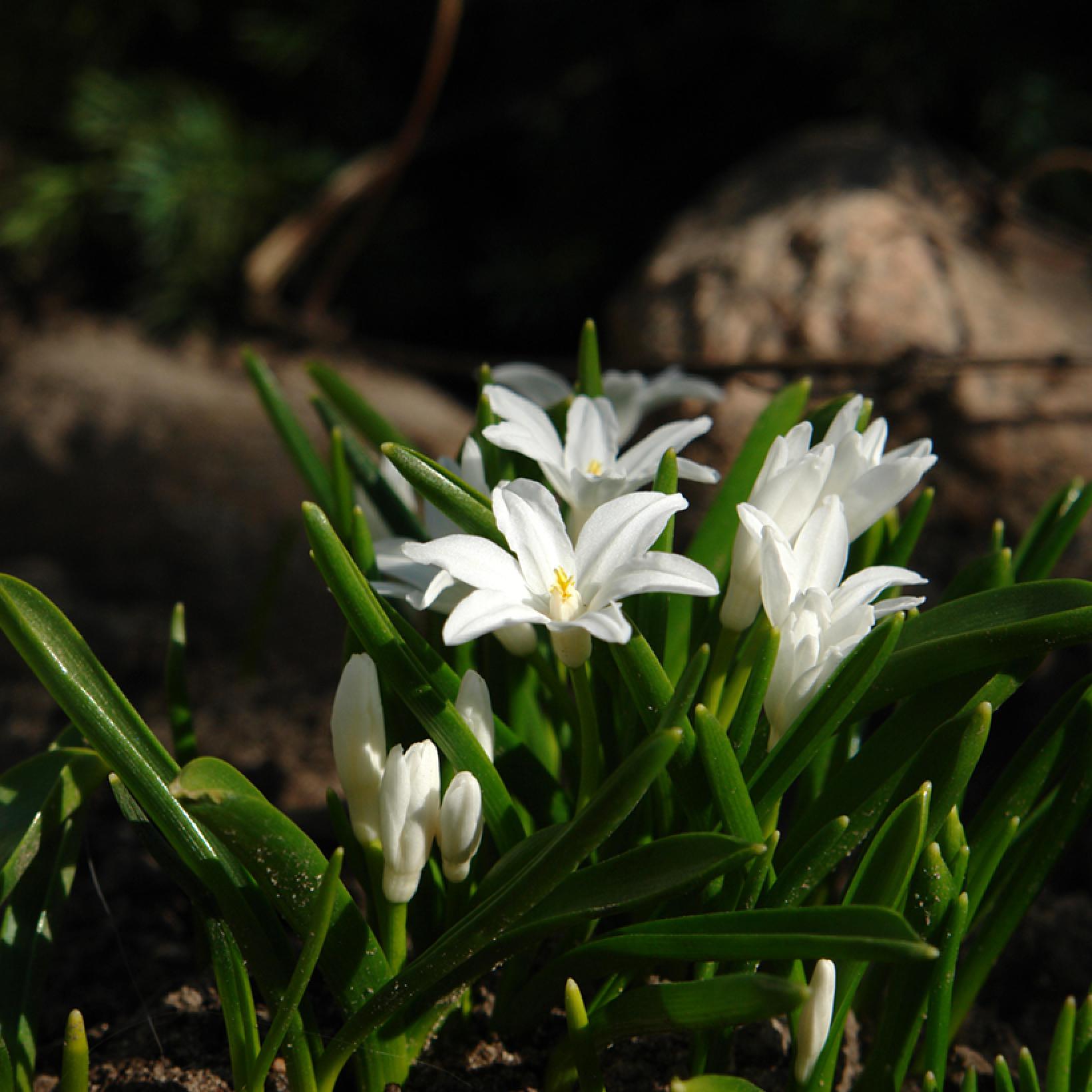 Chionodoxa luciliae Alba - Gloire des Neiges précoce à fleurs blanc pur