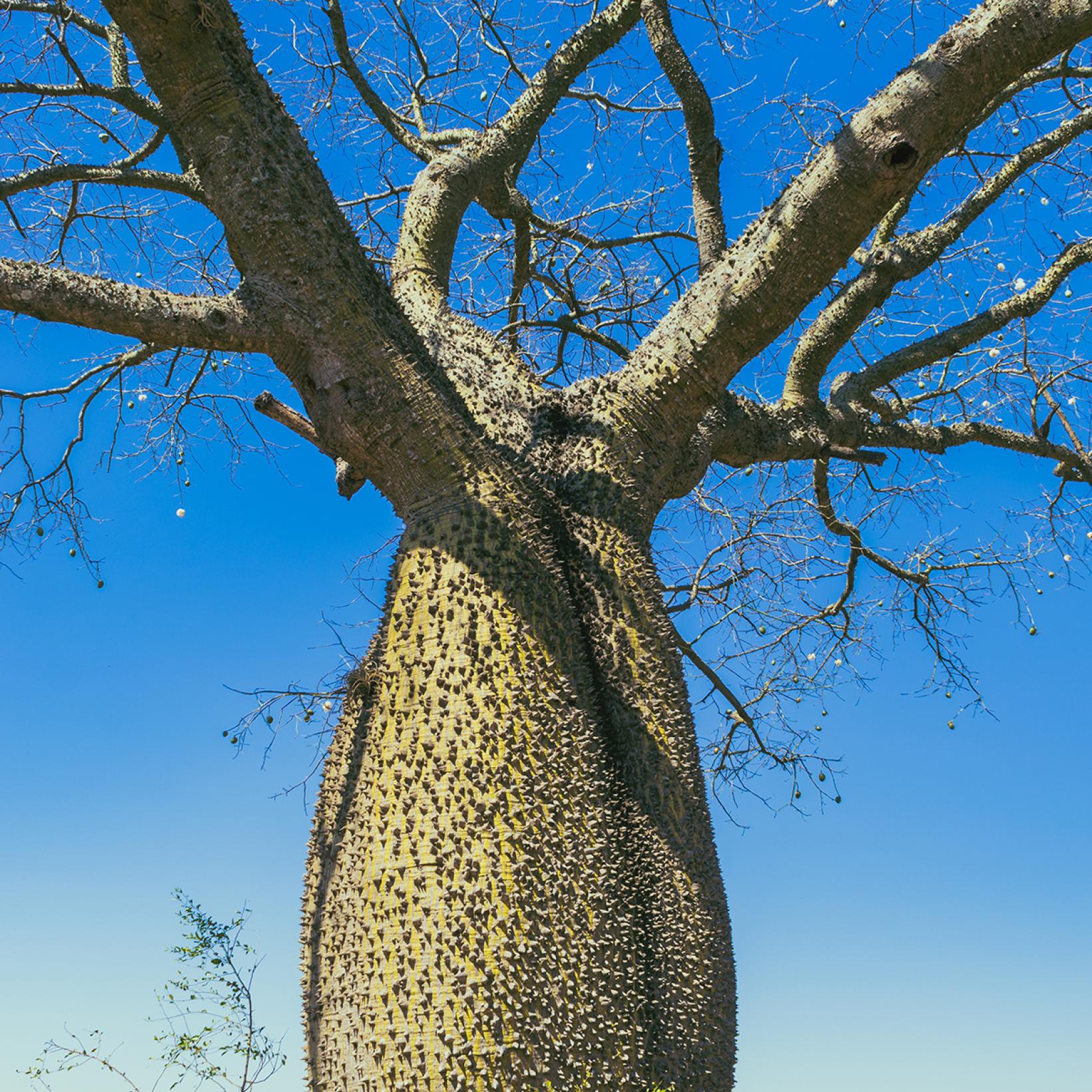 Chorisia ou Ceiba speciosa - Faux Kapokier, Arbre bouteille à tronc ...