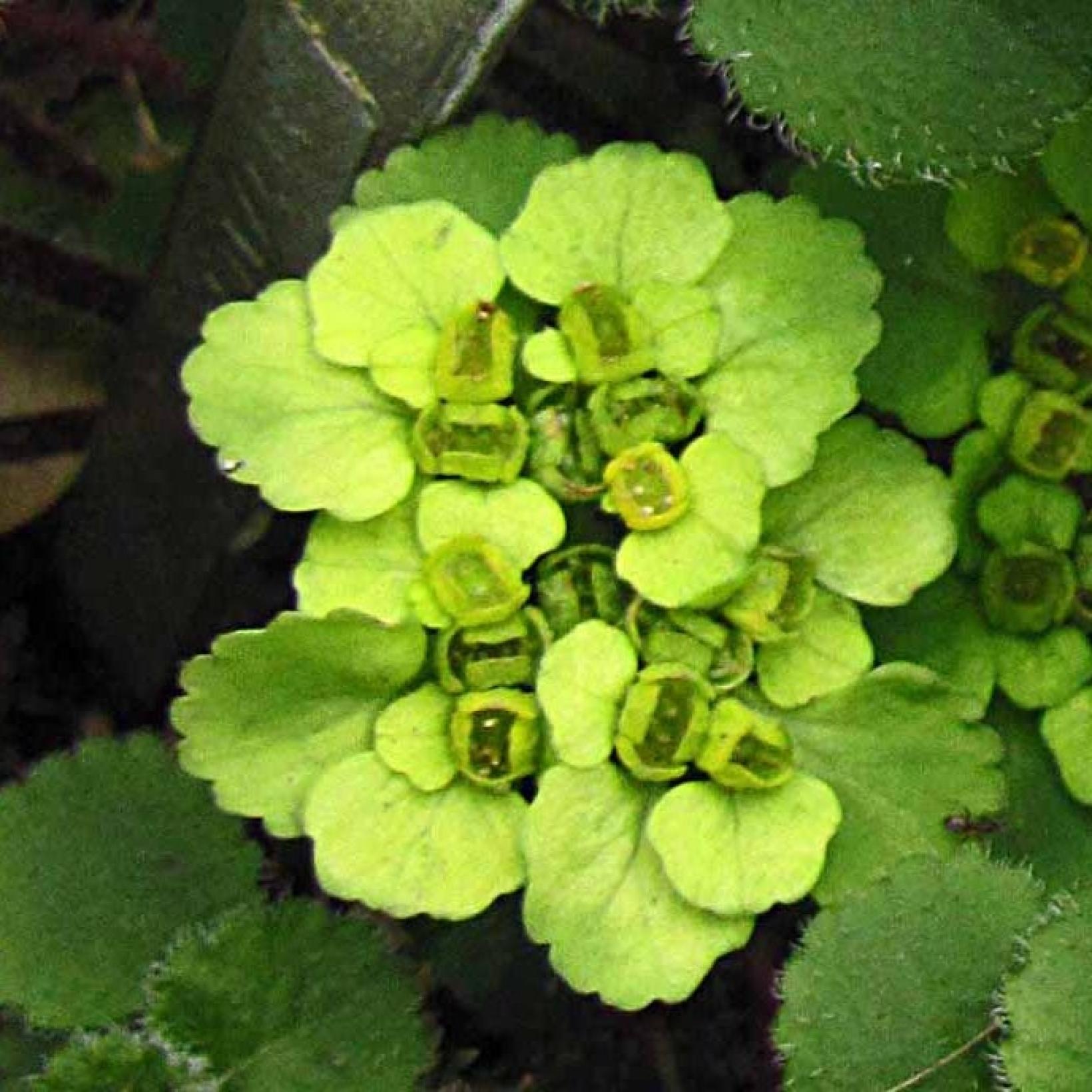 Chrysosplenium davidianum - Dorine - Vivace persistante couvre sol d ...
