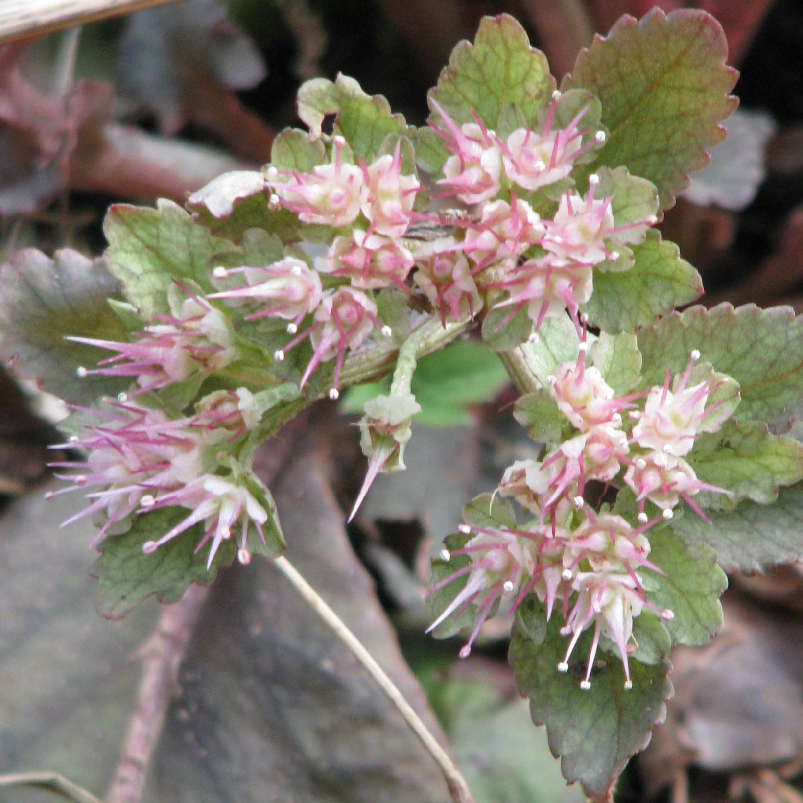 Chrysosplenium macrophyllum – Dorine - Fleurs en clochettes blanc rosé ...