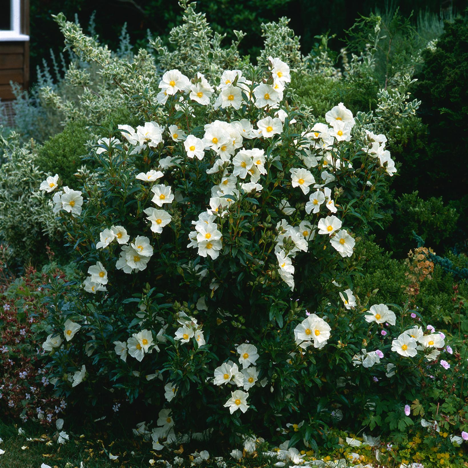 Cistus x florentinus Repens - Ciste couvre-sol aux fleurs blanches - Arbuste de terrain sec