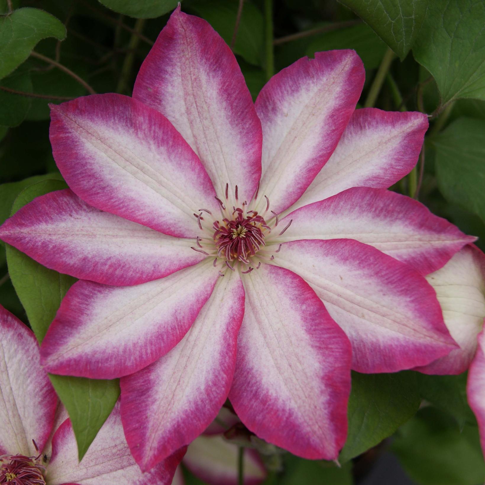 Clématite Picotee - Clematis patens à grandes fleurs étoilées bicolores