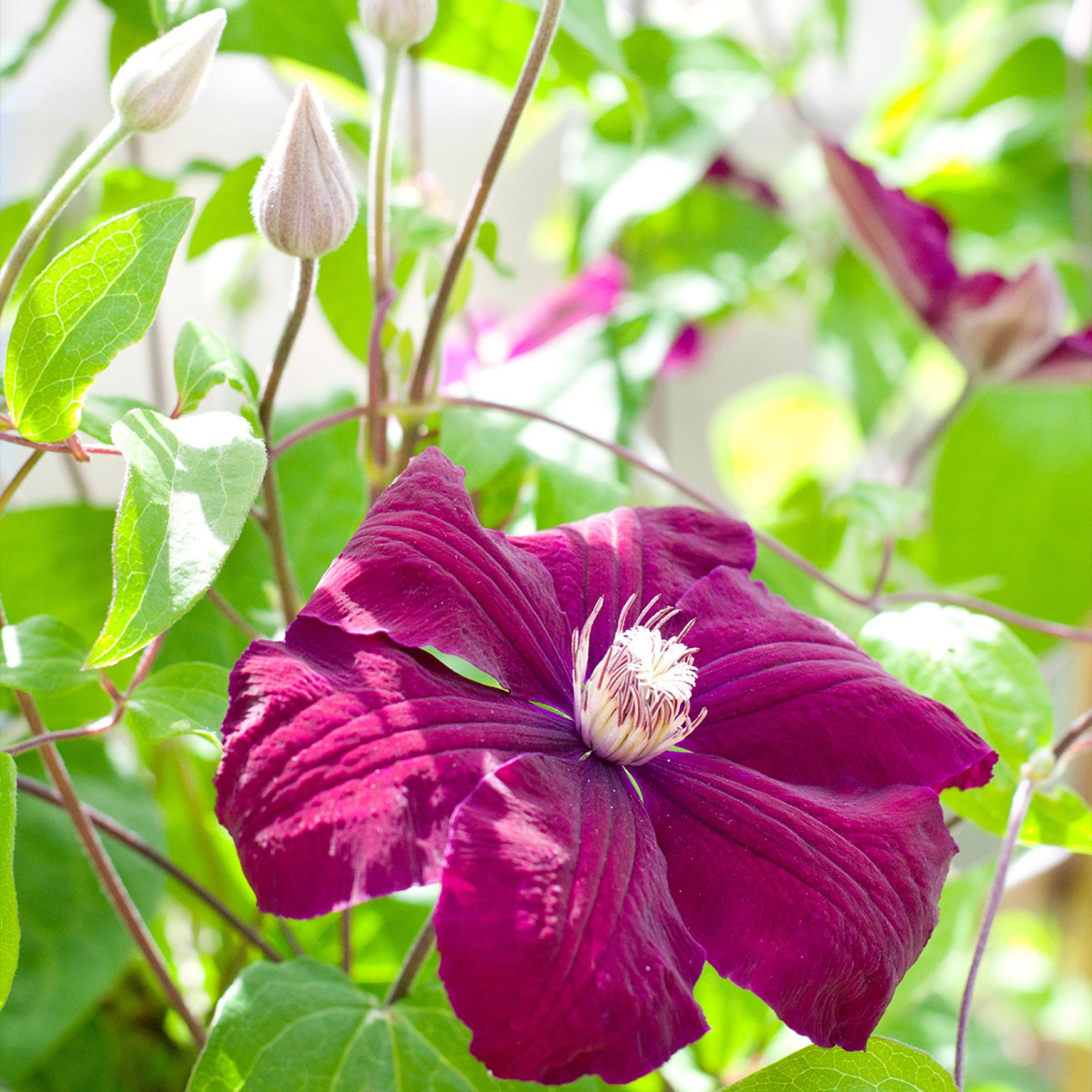 Clématite Rouge Cardinal - Clematis à grandes fleurs rouge-rose foncé