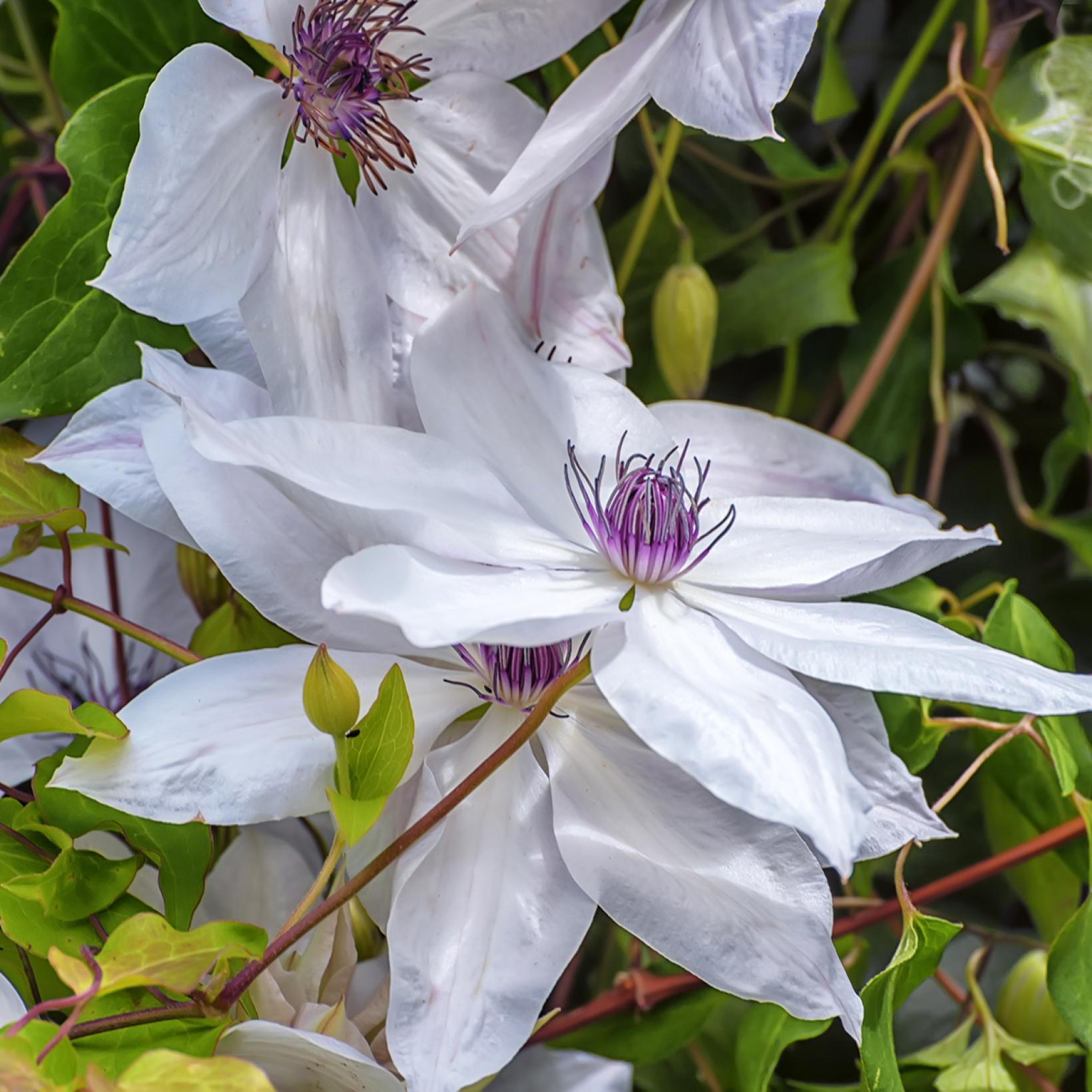 Clématite Snow Queen - une grimpante aux superbes fleurs blanc pur