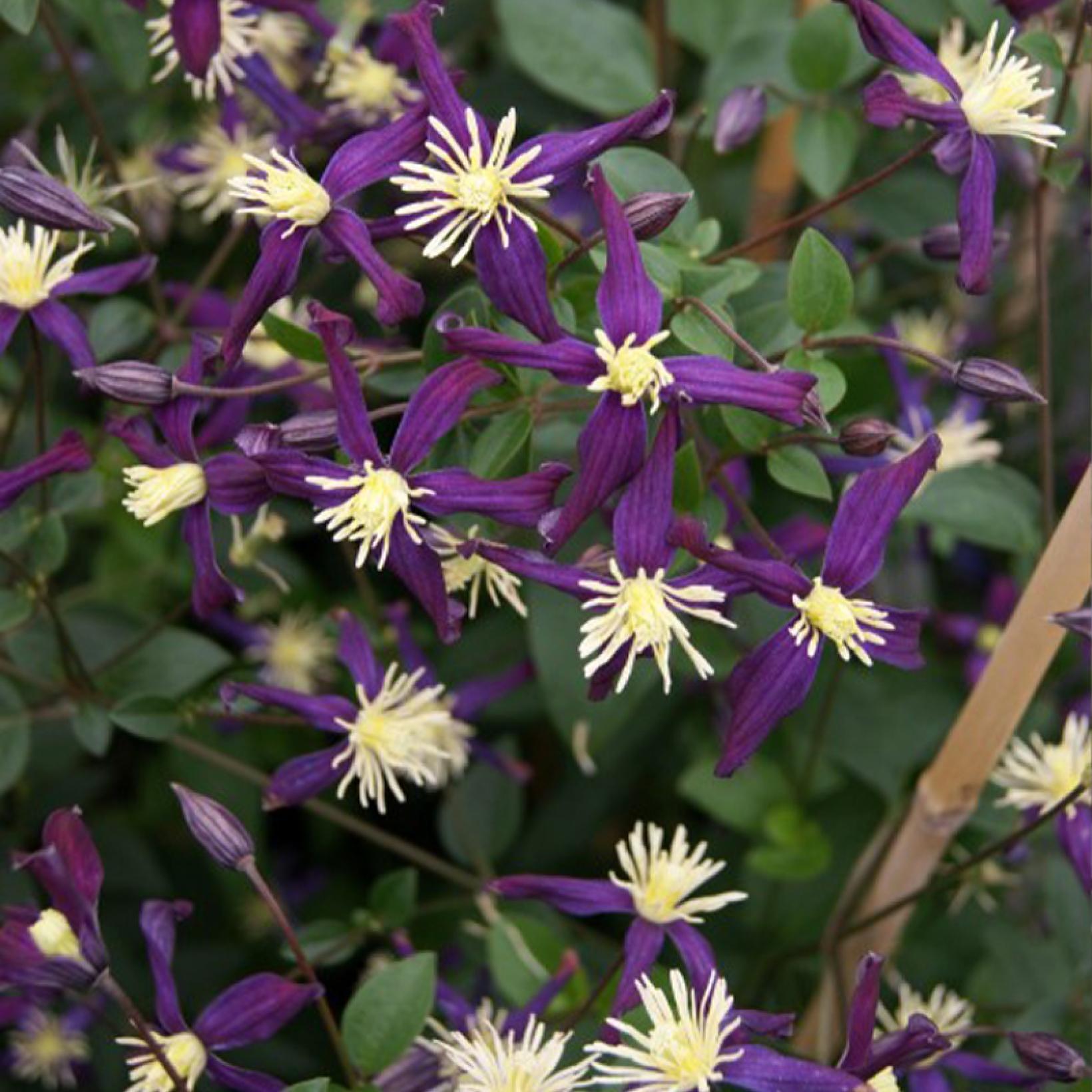 Clématite Aromatica, Clematis flammula à fleurs étoilées bleu violet