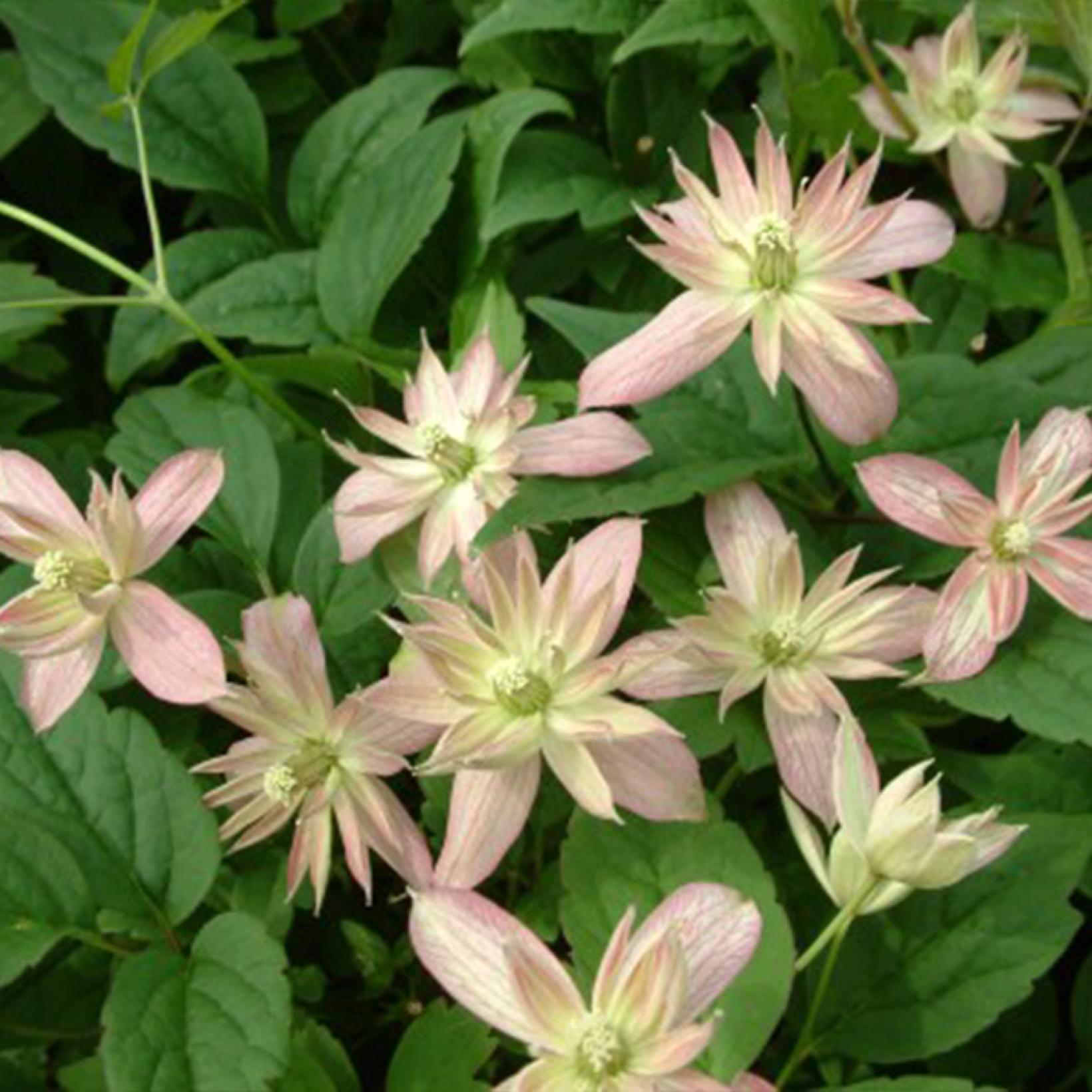 Clématite Marjorie - Clematis montana à fleurs parfumées rose crème