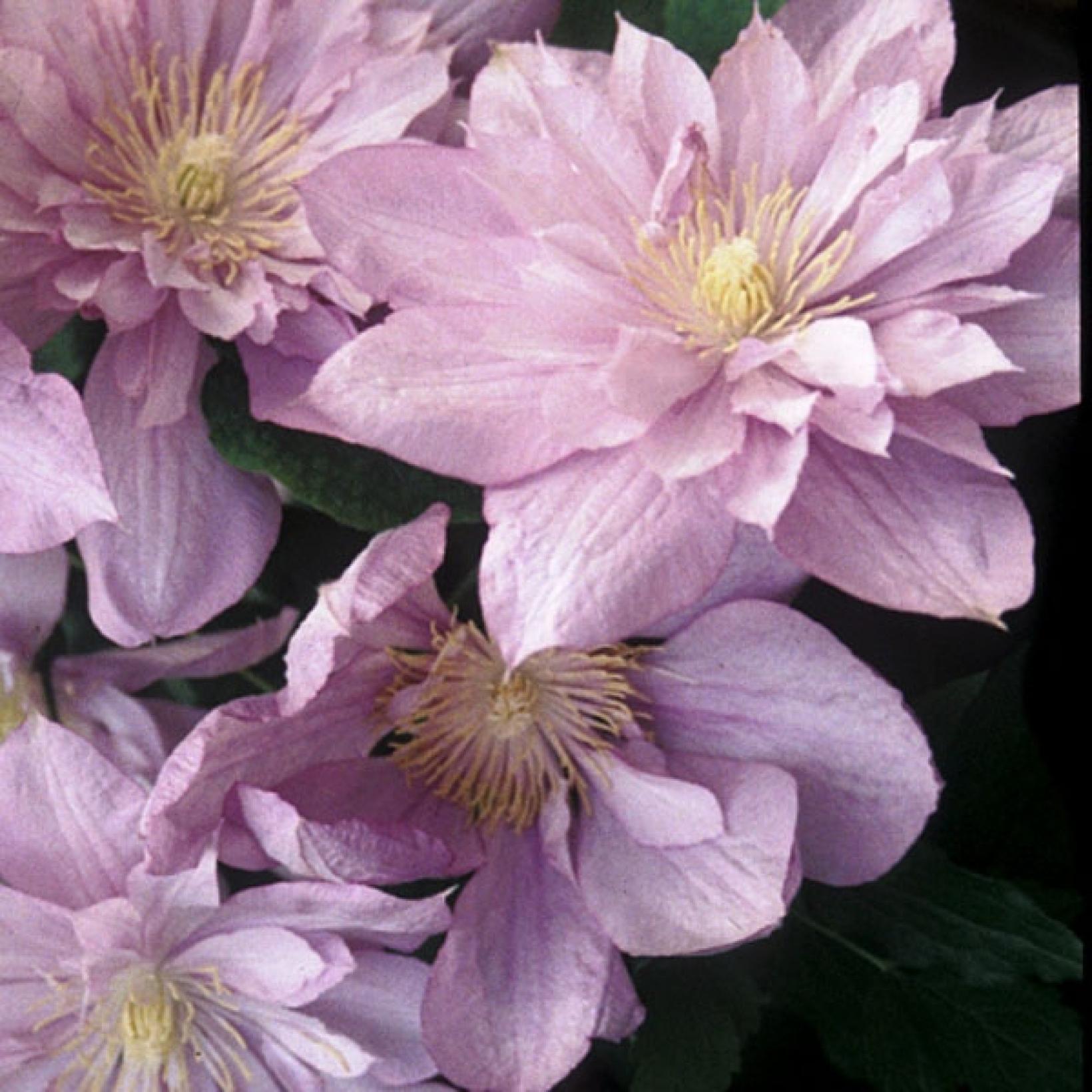Clématite Proteus - Clematis précoce à grandes fleurs rose lilas
