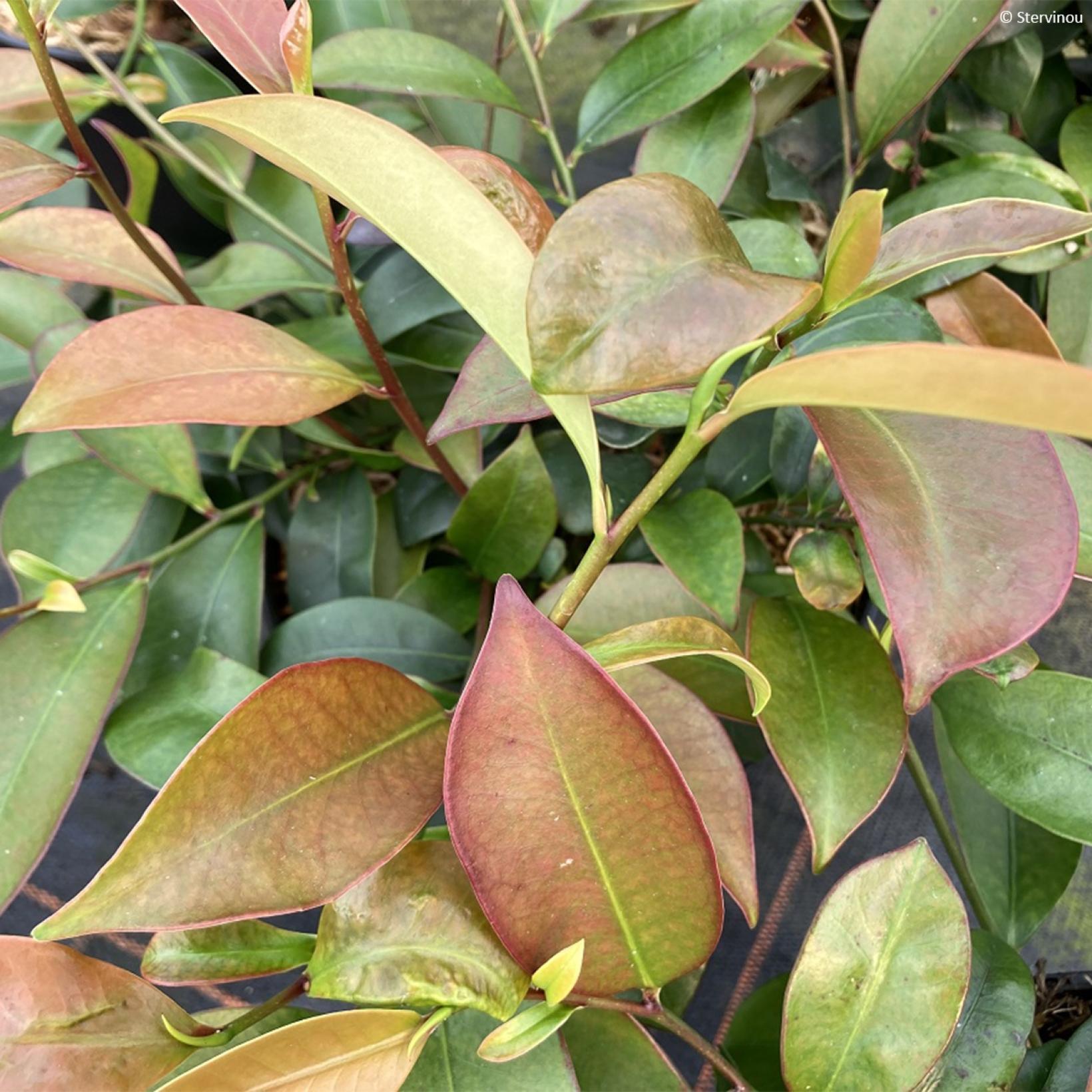 Cleyera japonica - Cleyera du Japon - Sakaki - Arbuste persistant