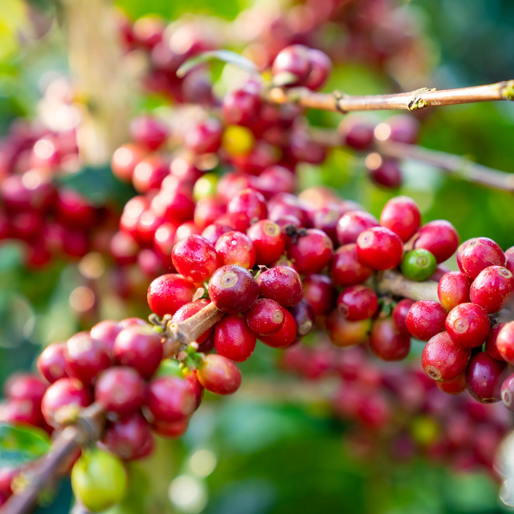 Coffea arabica - Caféier - Plante d'intérieur à feuillage brillant et ...