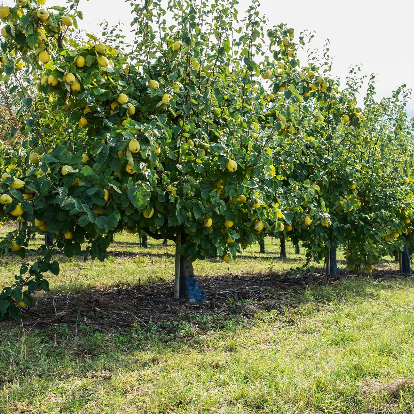 Cydonia oblonga - Cognassier commun - Coing - Arbuste fruitier et ...