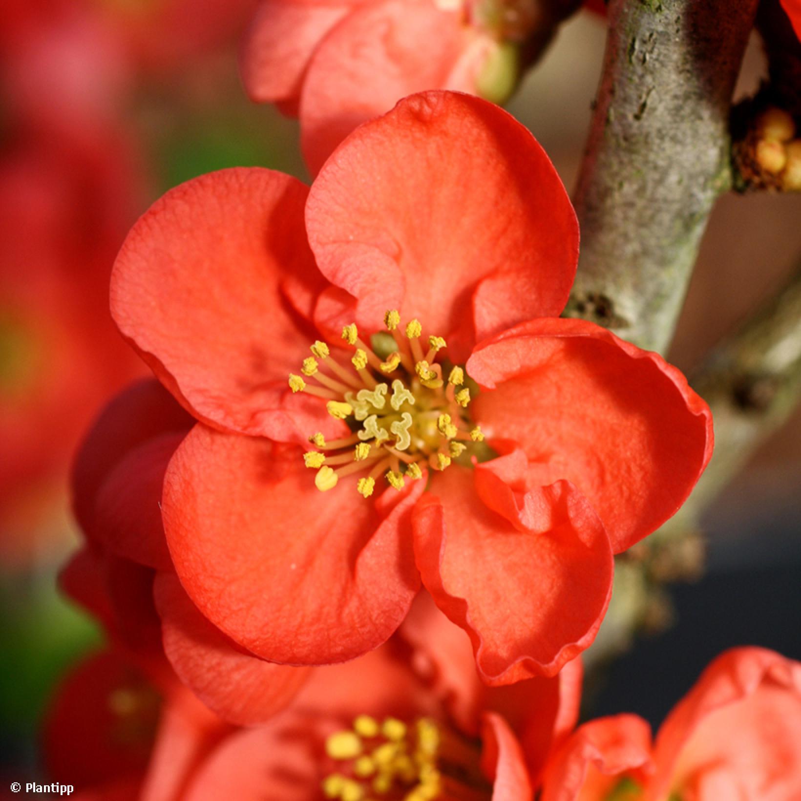 Chaenomeles speciosa Red Kimono Ainoomoi - Cognassier du Japon rouge ...