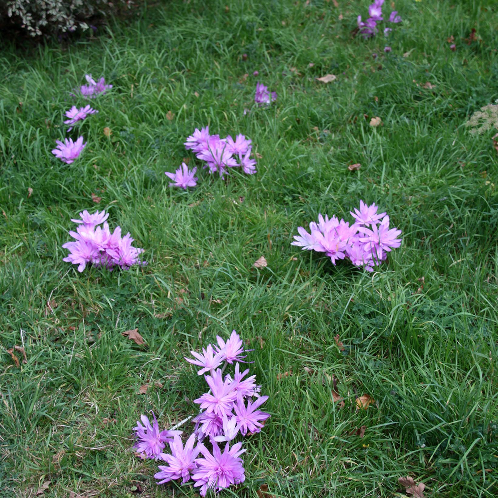 Colchique d'automne Pleniflorum ou Roseum Plenum - Colchicum autumnale ...