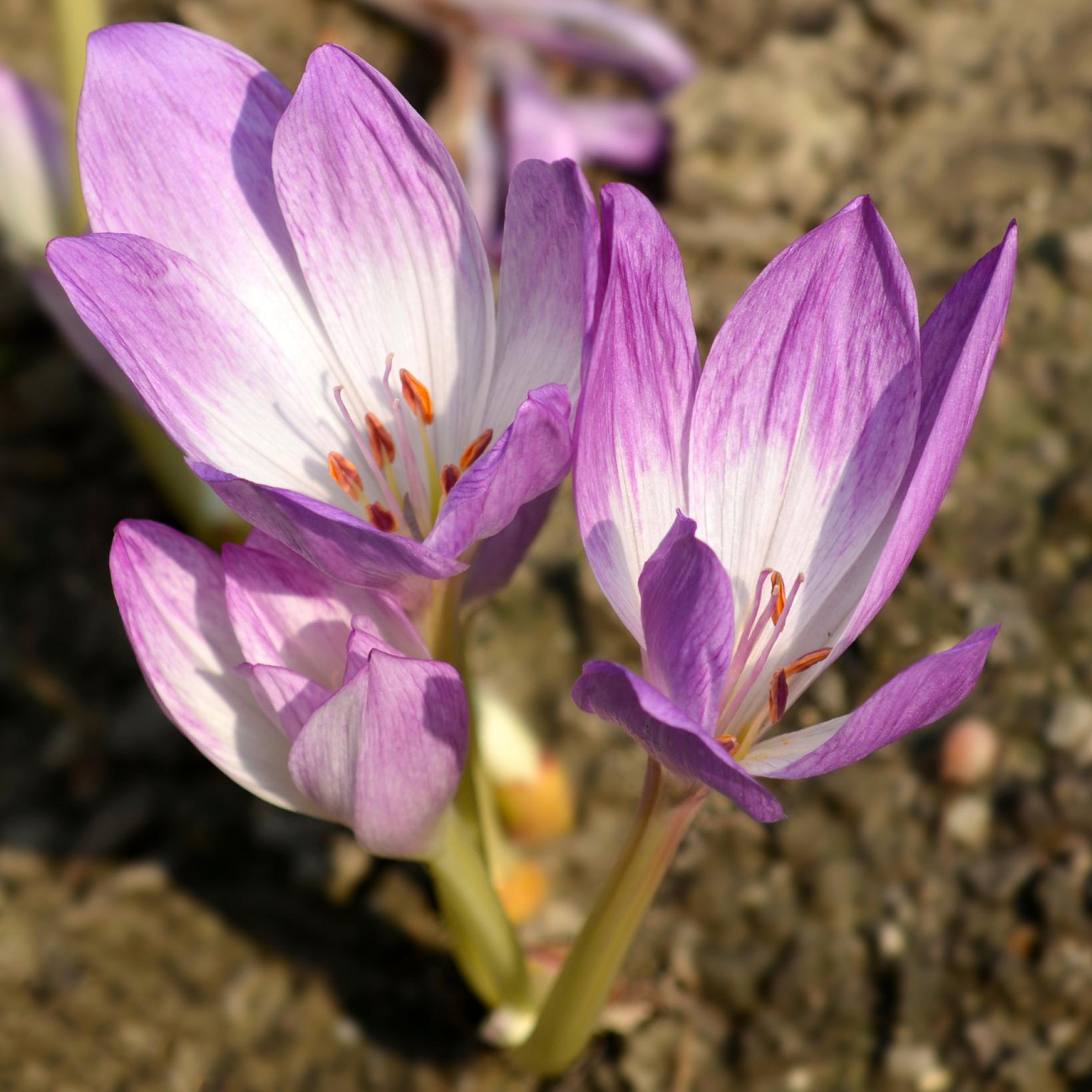 Colchique d'automne The Giant - Colchicum autumnale à grandes fleurs mauves