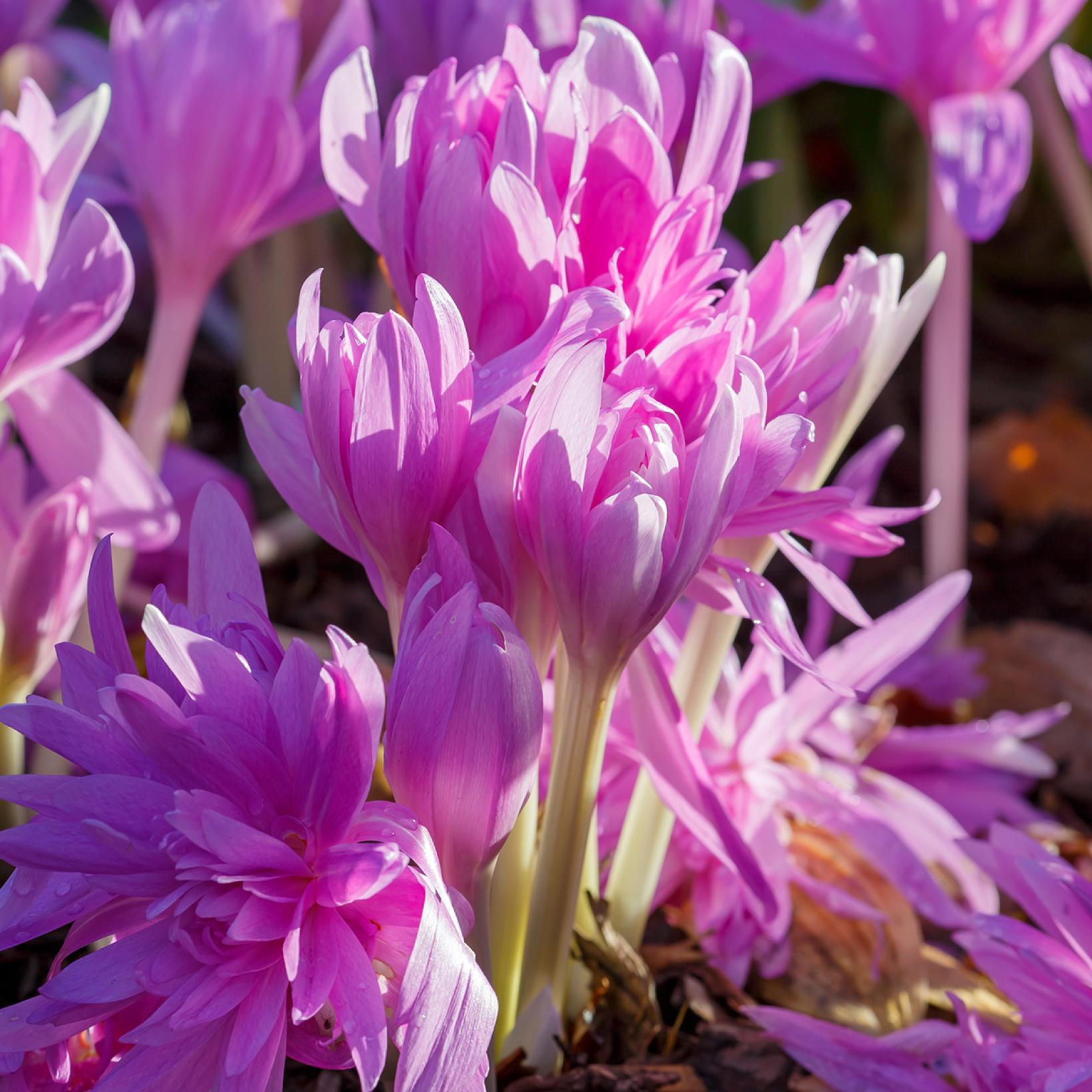 Colchique d'automne Waterlily - De grandes fleurs de nénuphar rose
