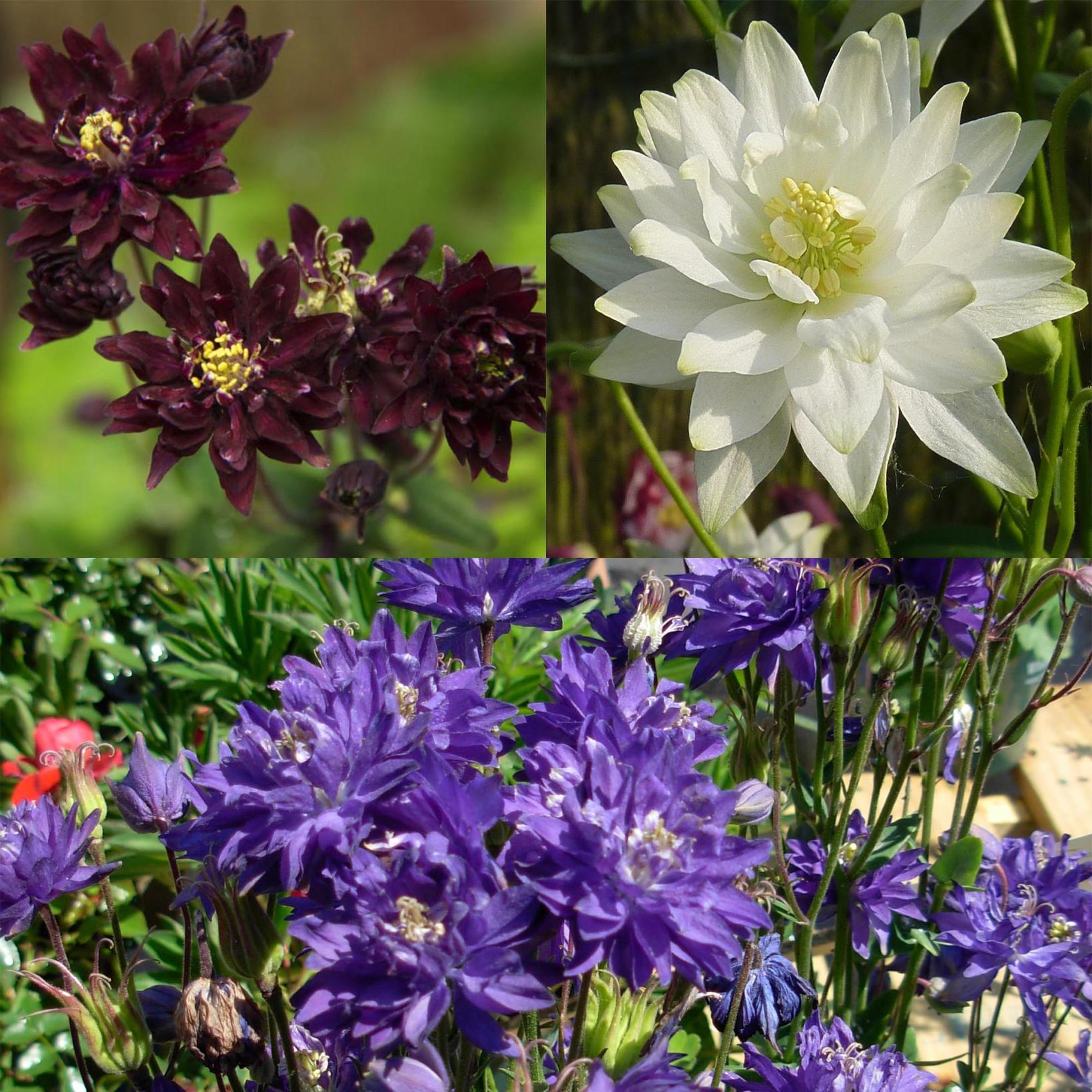 Collection de 3 Ancolies Clémentine - Aquilegia vulgaris à fleurs doubles