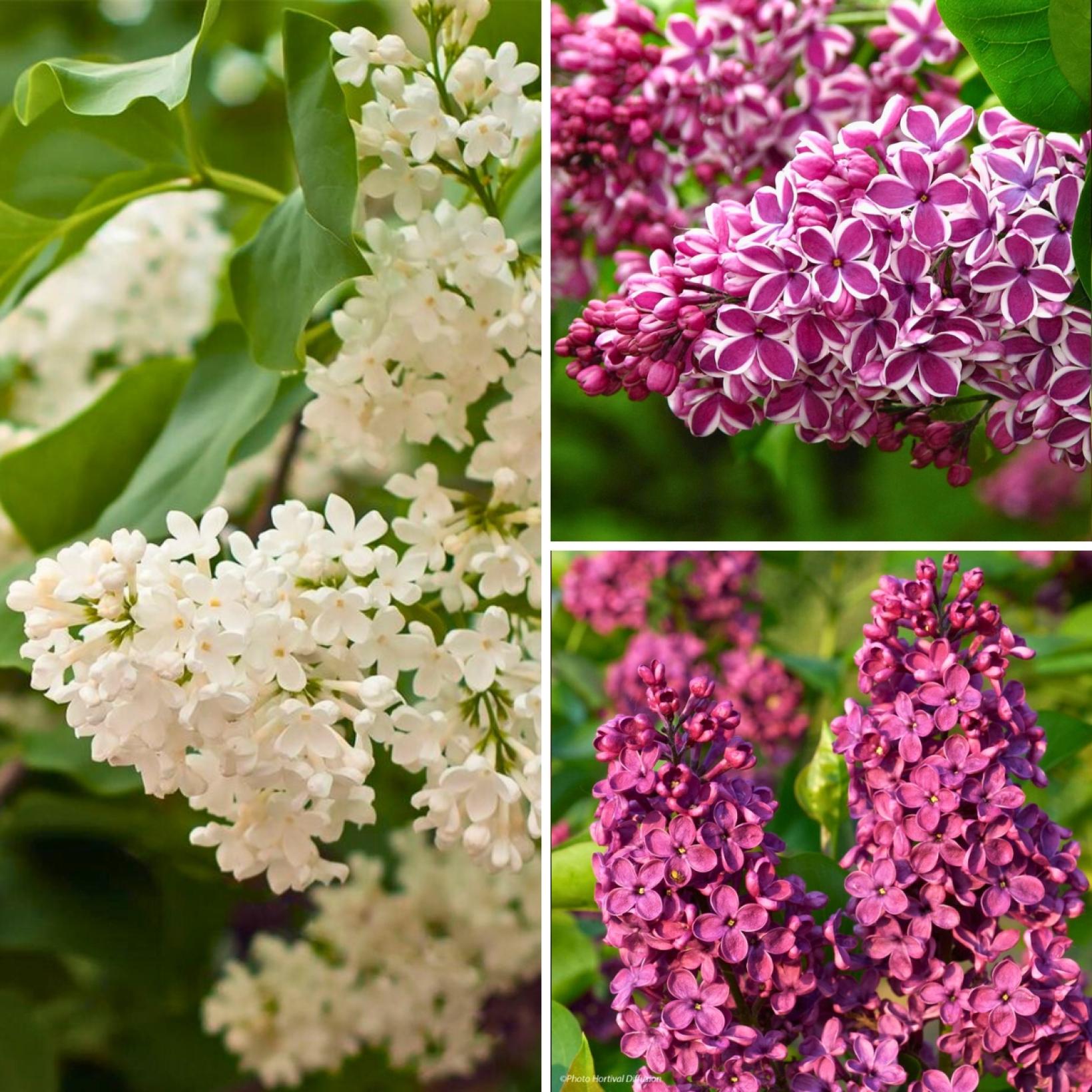 Collection Lilas à fleurs simples - Syringa vulgaris Comtesse D ...